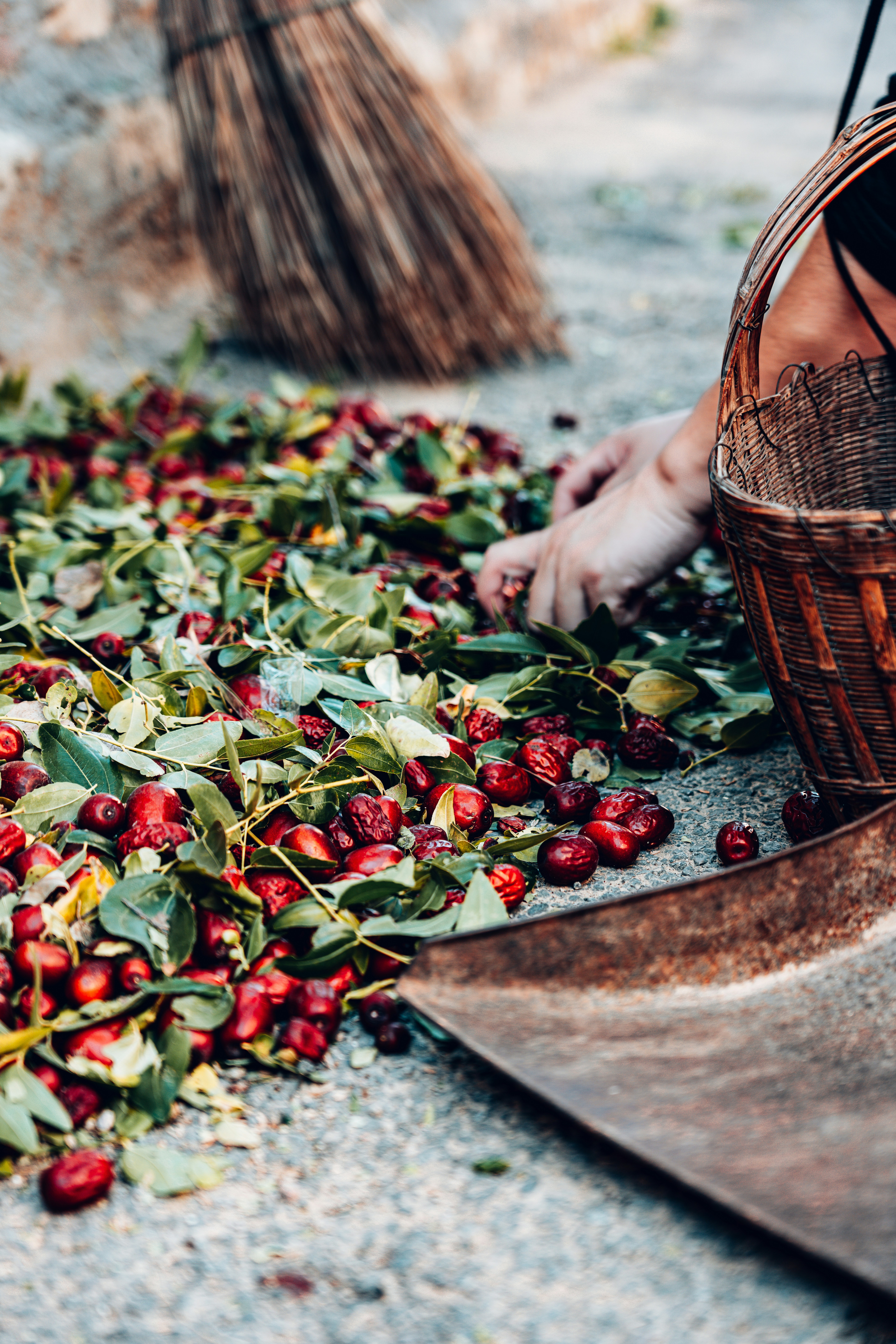 Hands sorting fresh berries with a basket and broom.