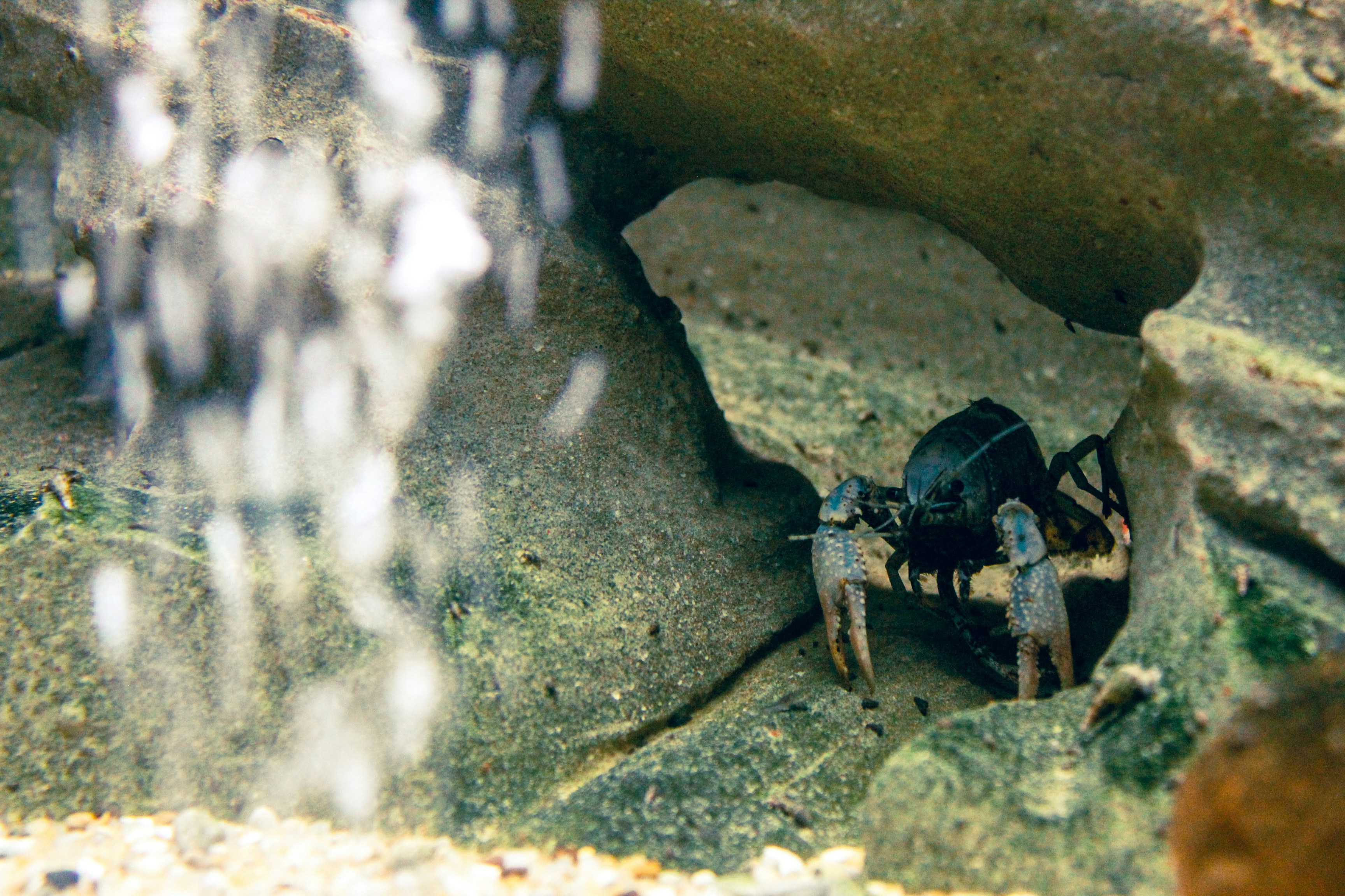 Hidden Shoreline Predator emerging from a rocky crevice