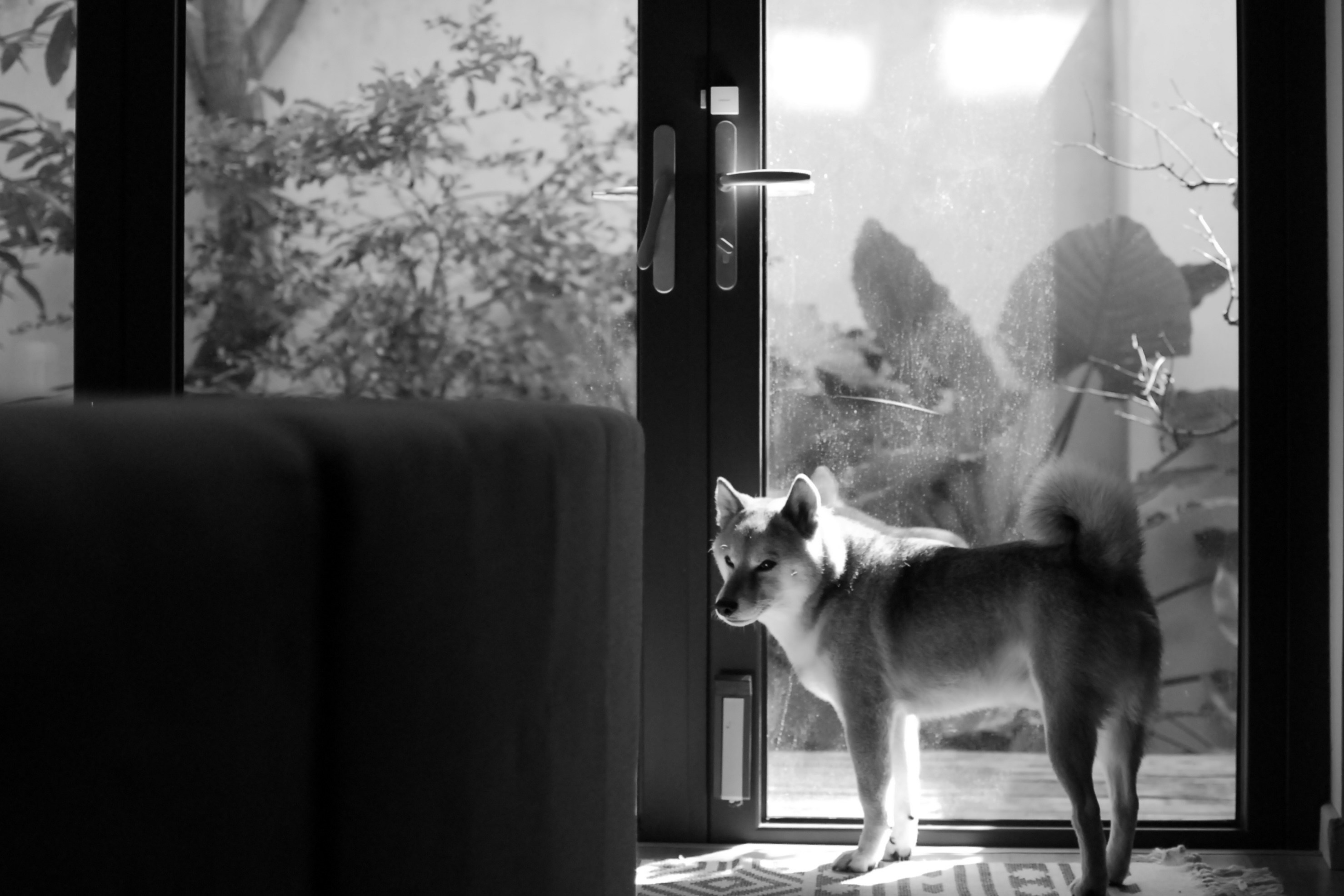 Silent Watcher at the Glass Door