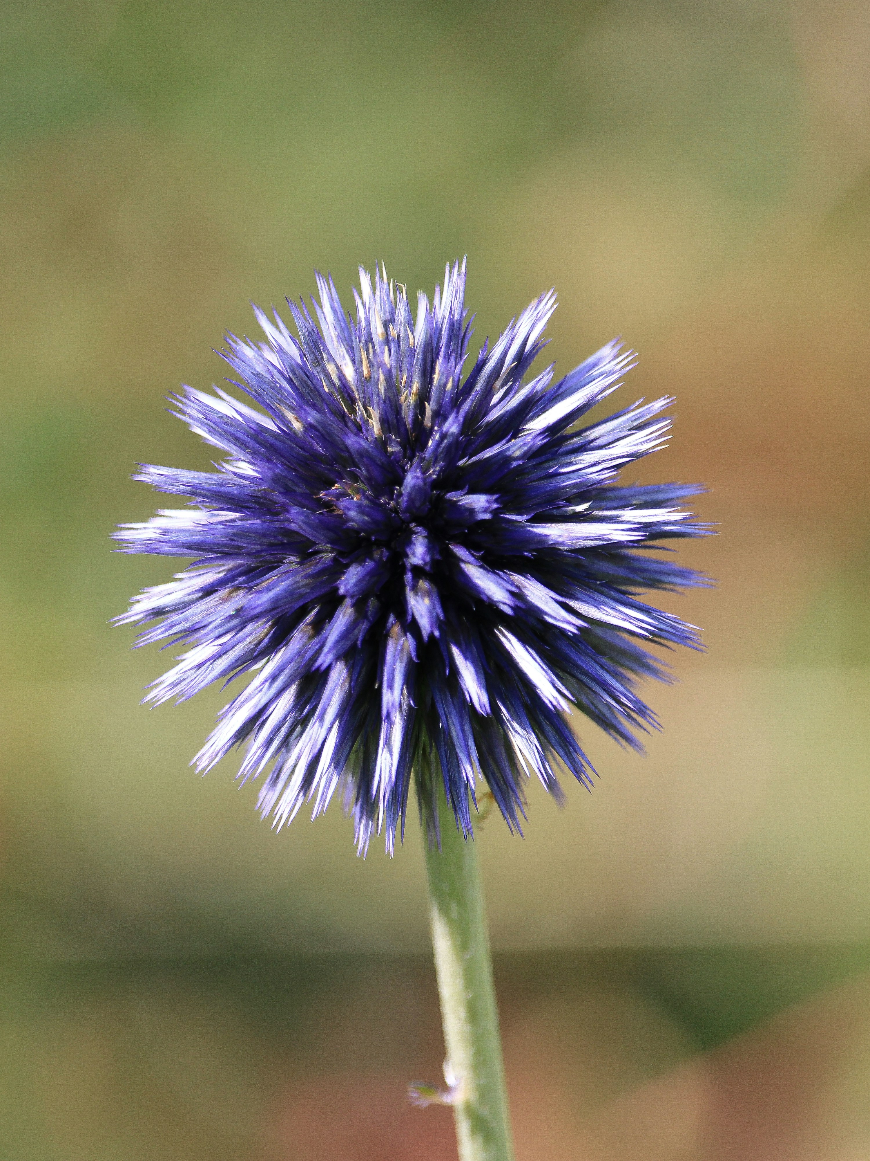 Photo by MAURO FOSSATI with Canon EOS 2000D