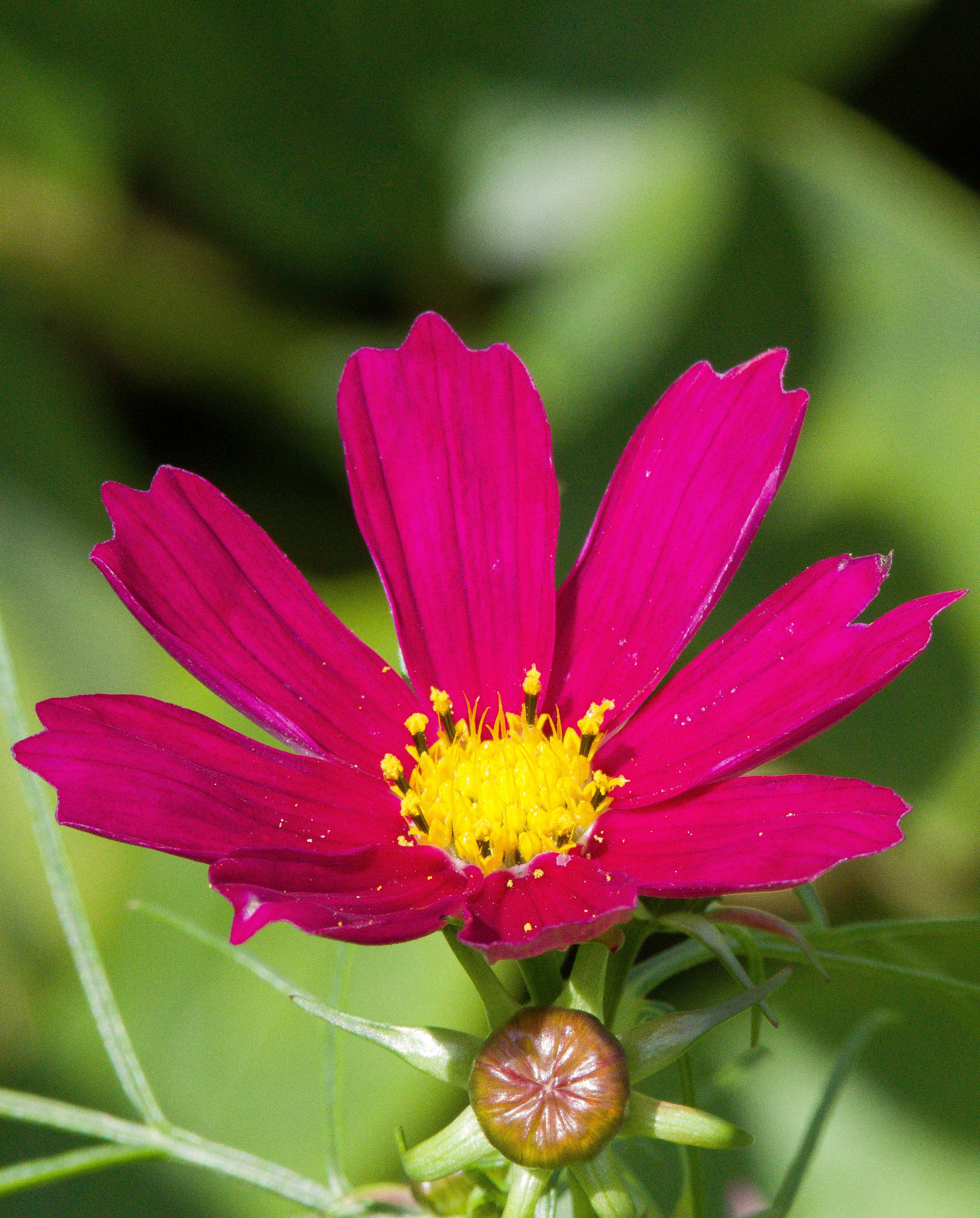 Magenta Cosmos: A Sharp Focus on a Bold Flower Bloom