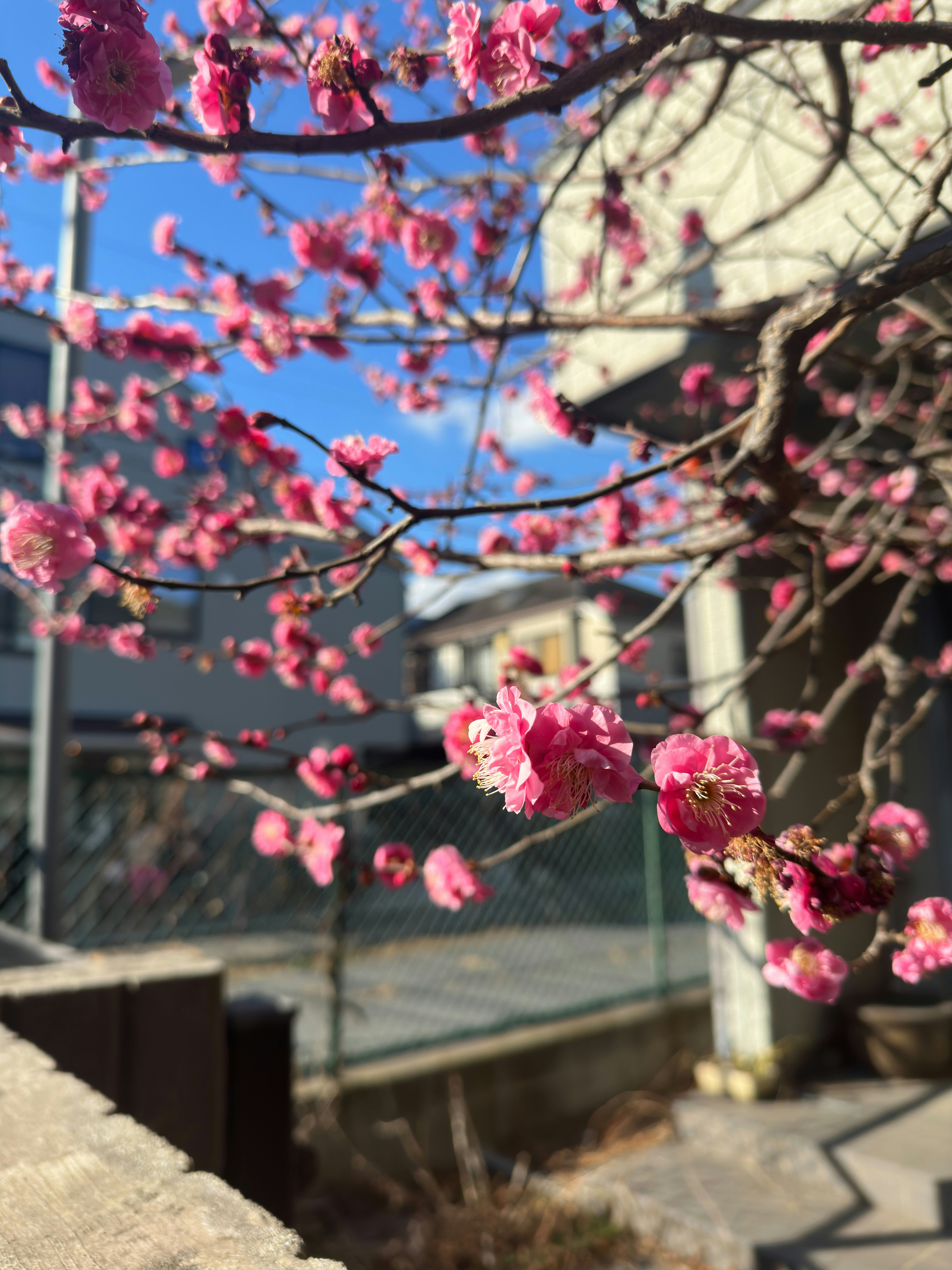 Blooming Branches against a Quiet Suburban Terrace