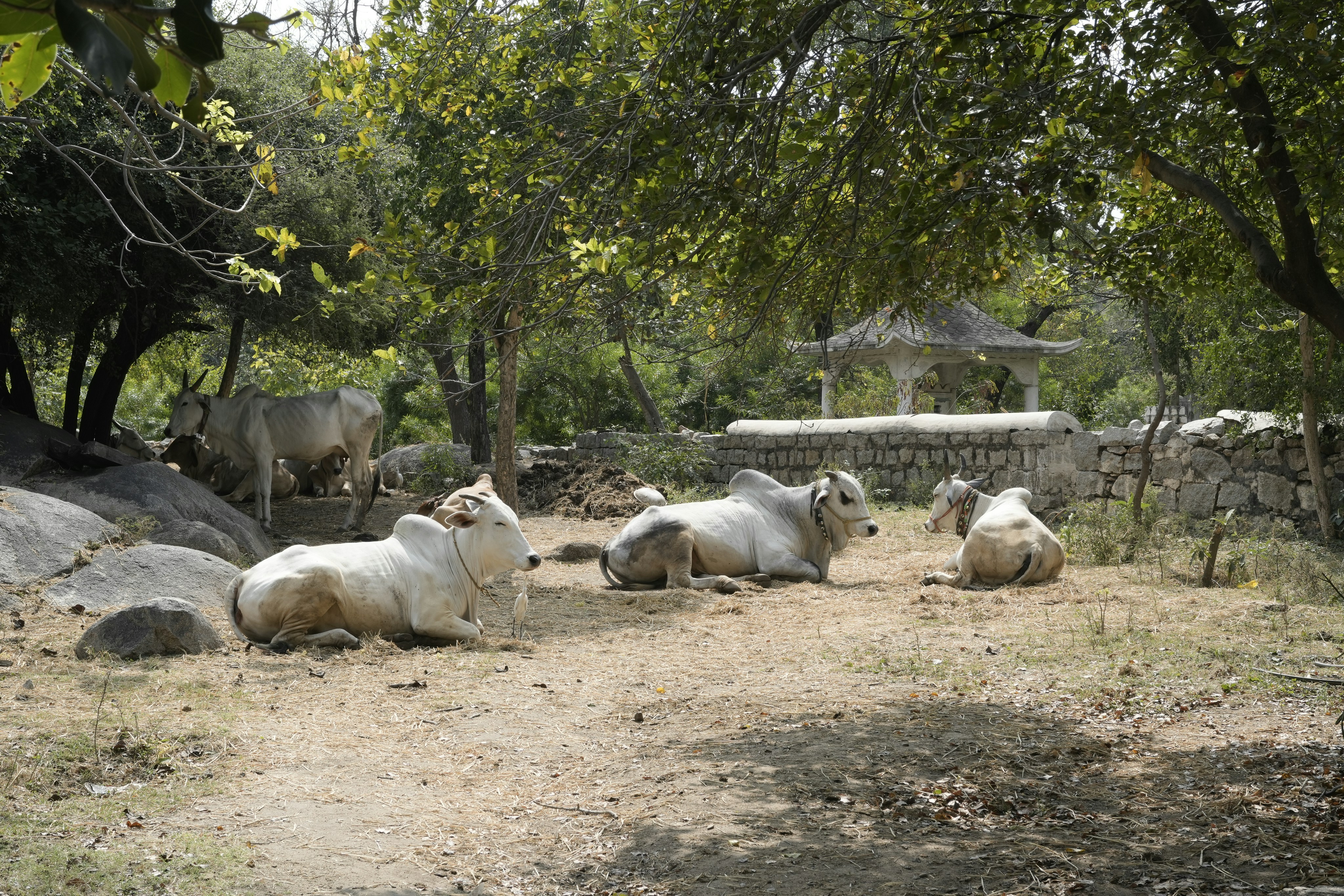A sunlit herd of white cows rests beneath a shaded grove