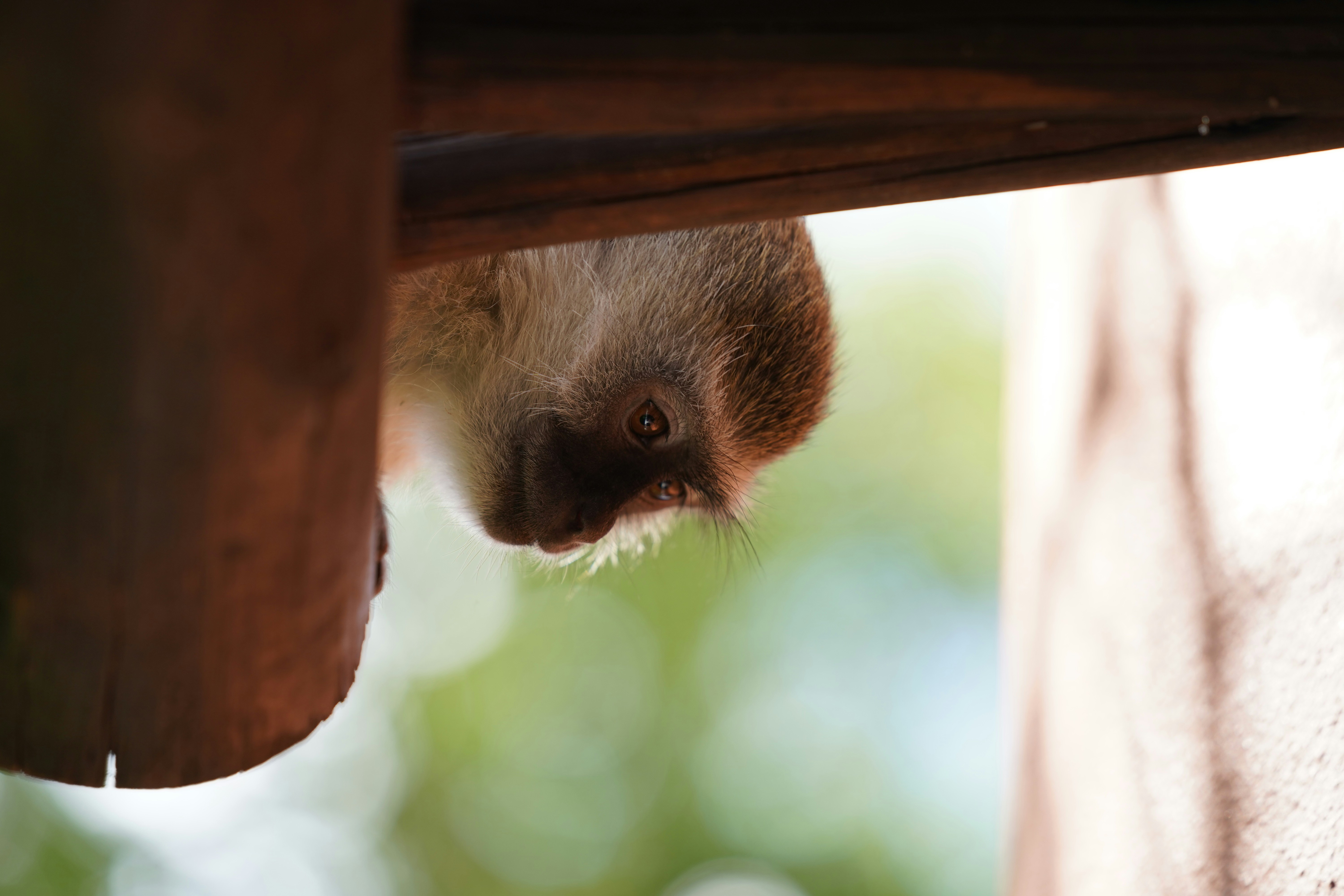 Peeking Curiosity: A Sleepy Sloth Gaze Through Framing Wood