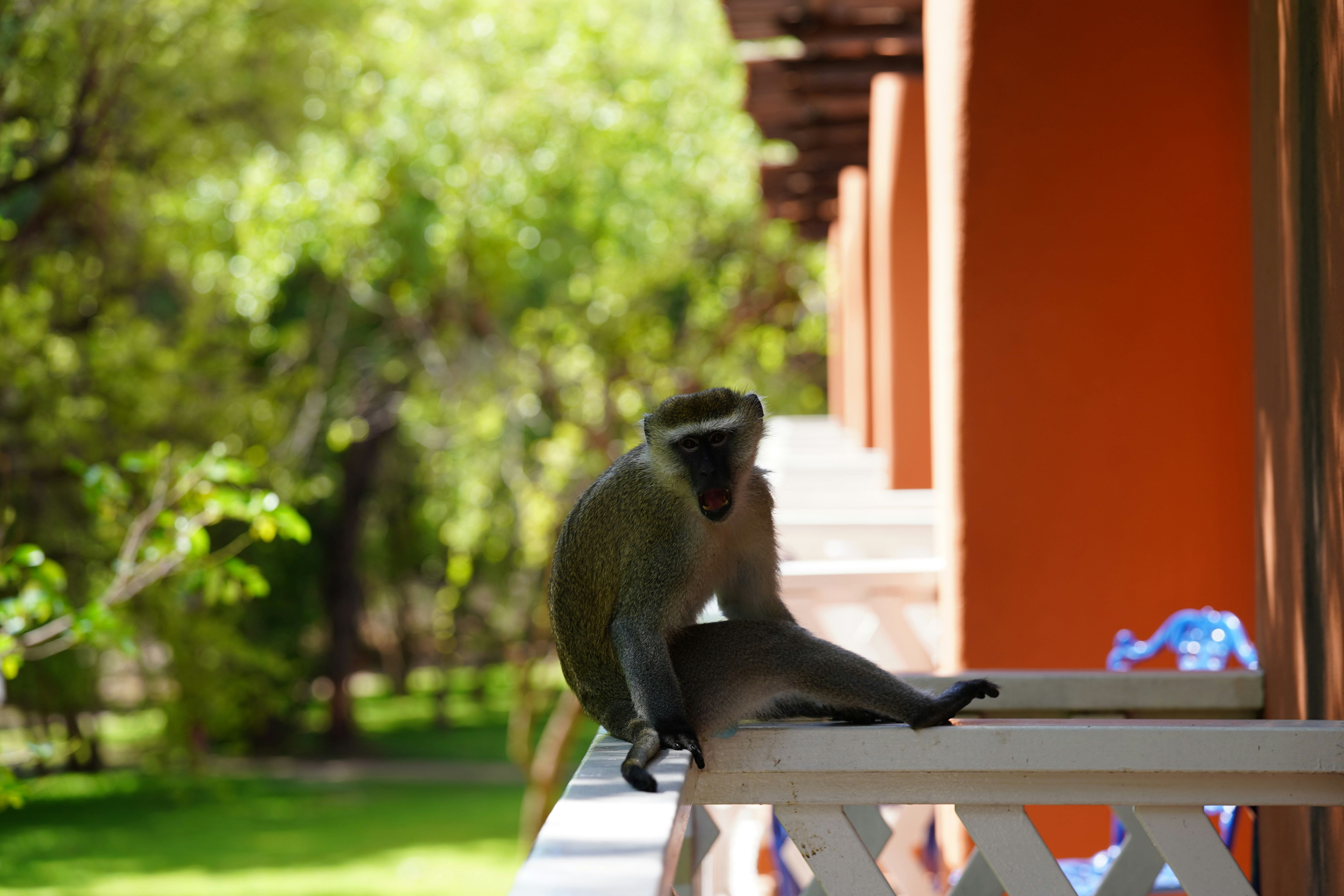 I like it here. Monkeys of the Avani Victoria Falls Resort