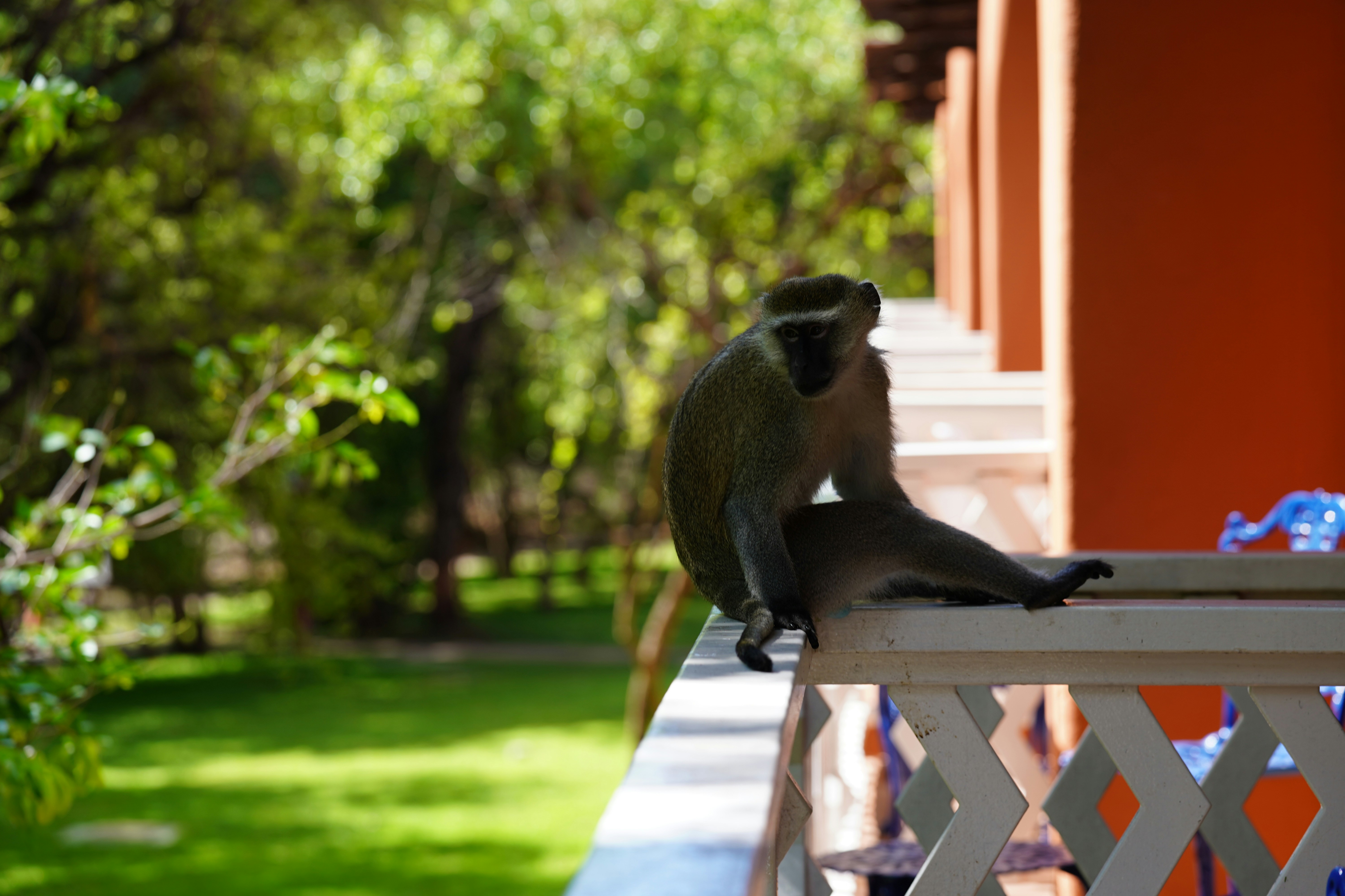 Lounge Break on a Sunlit Balcony