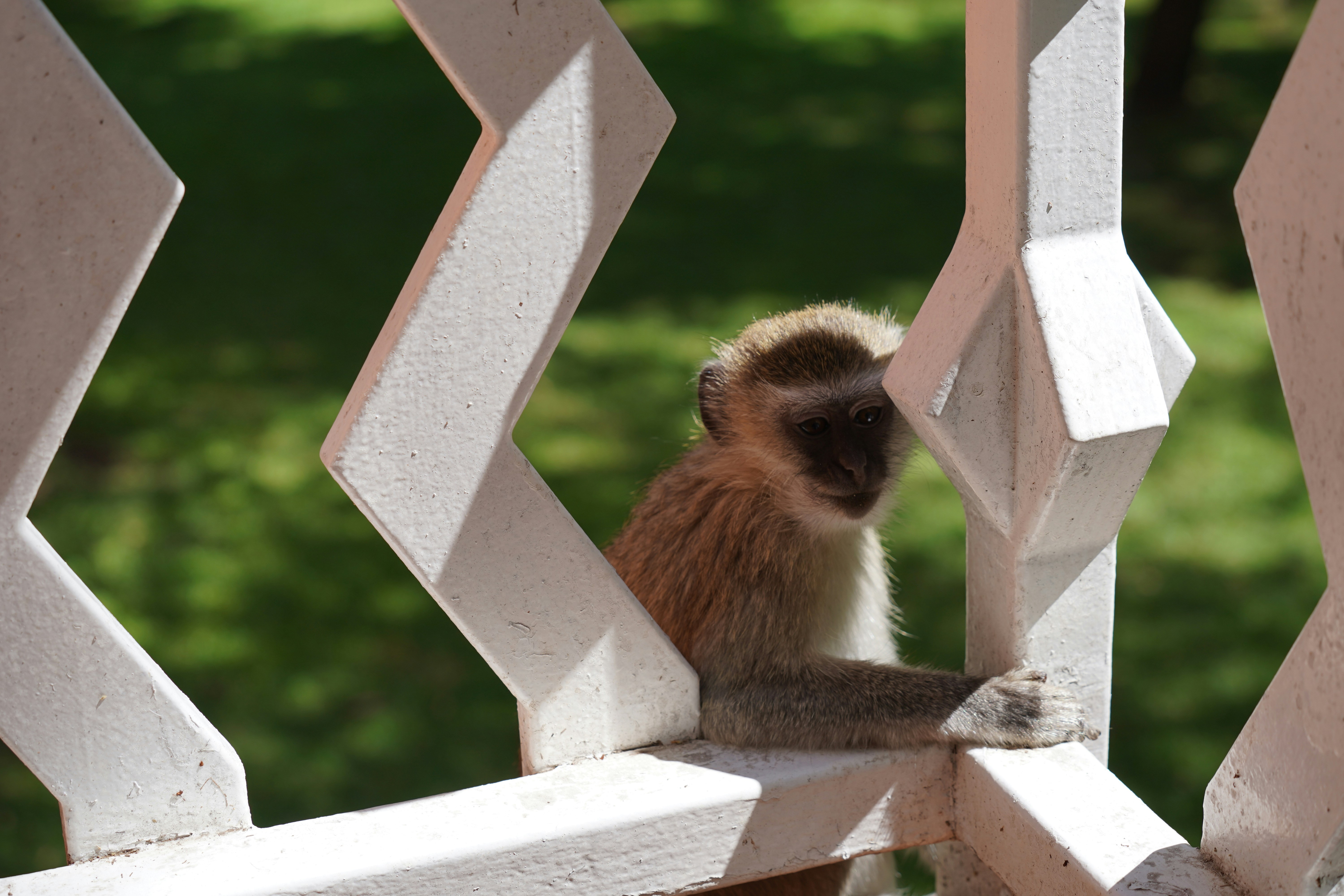 Curious Marmoset Poking Through White Lattice