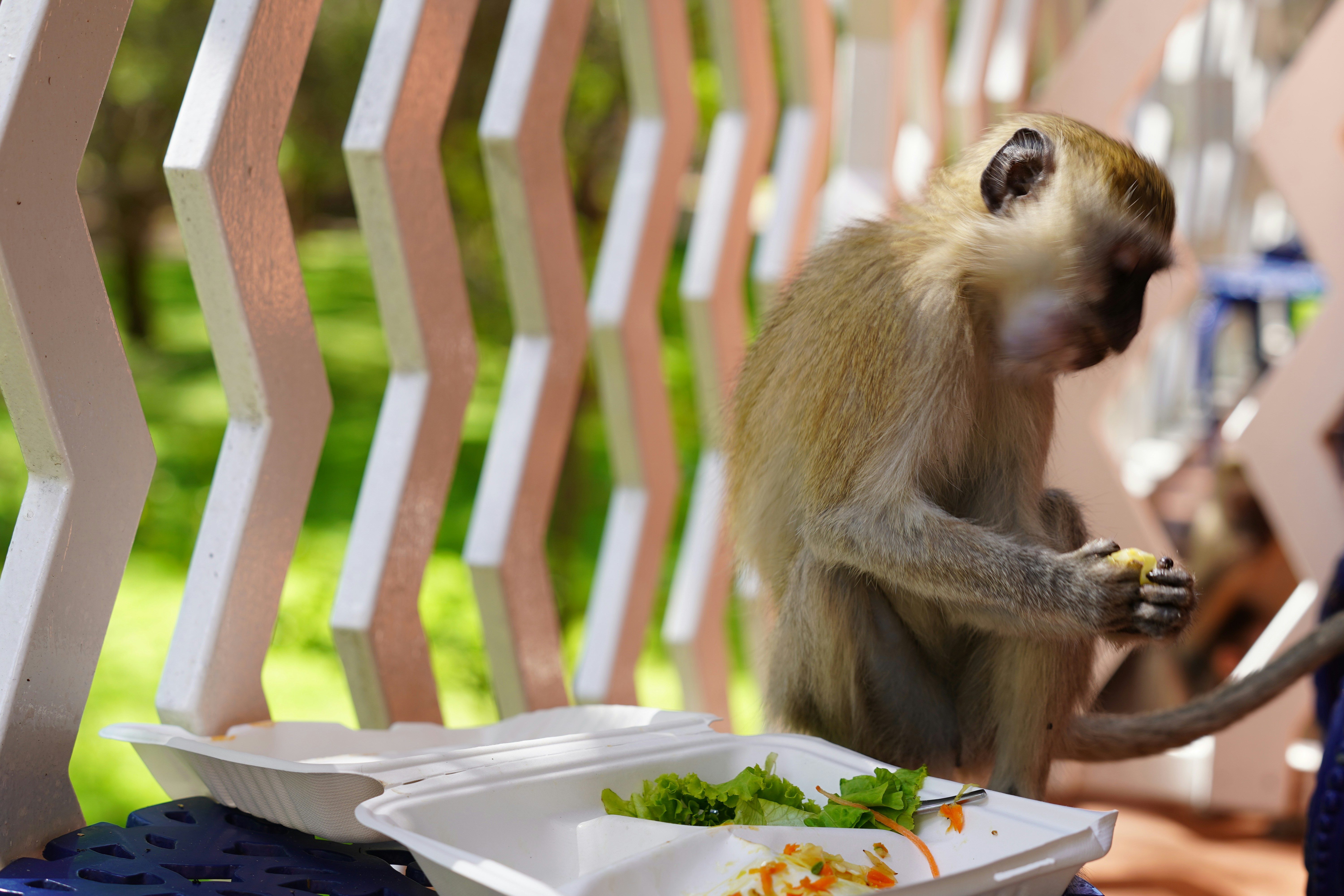 Curious Capuchin at a Food Break on a Sunlit Deck