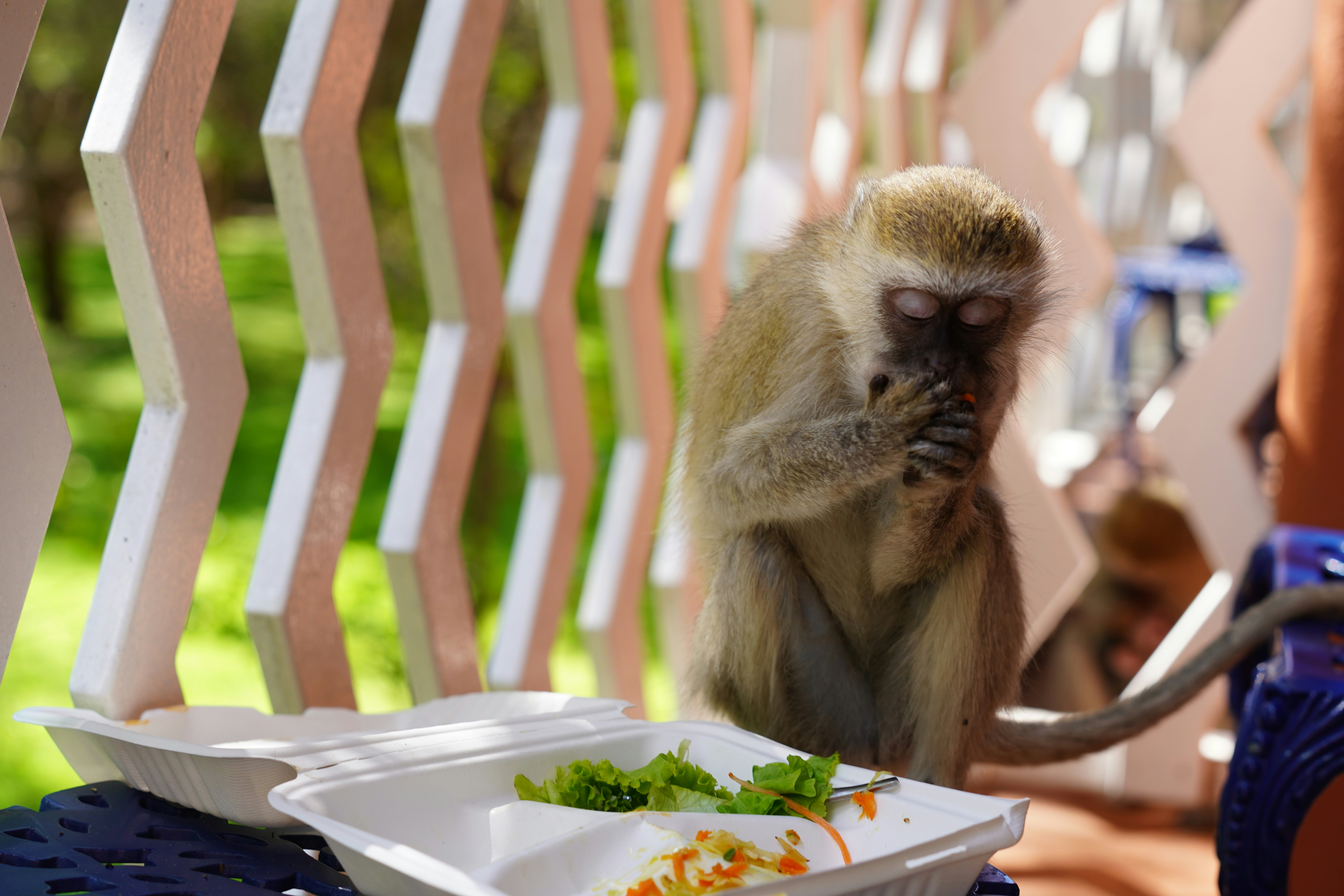 Monkey eating food from a takeout container photo – Free Food Image on Unsplash