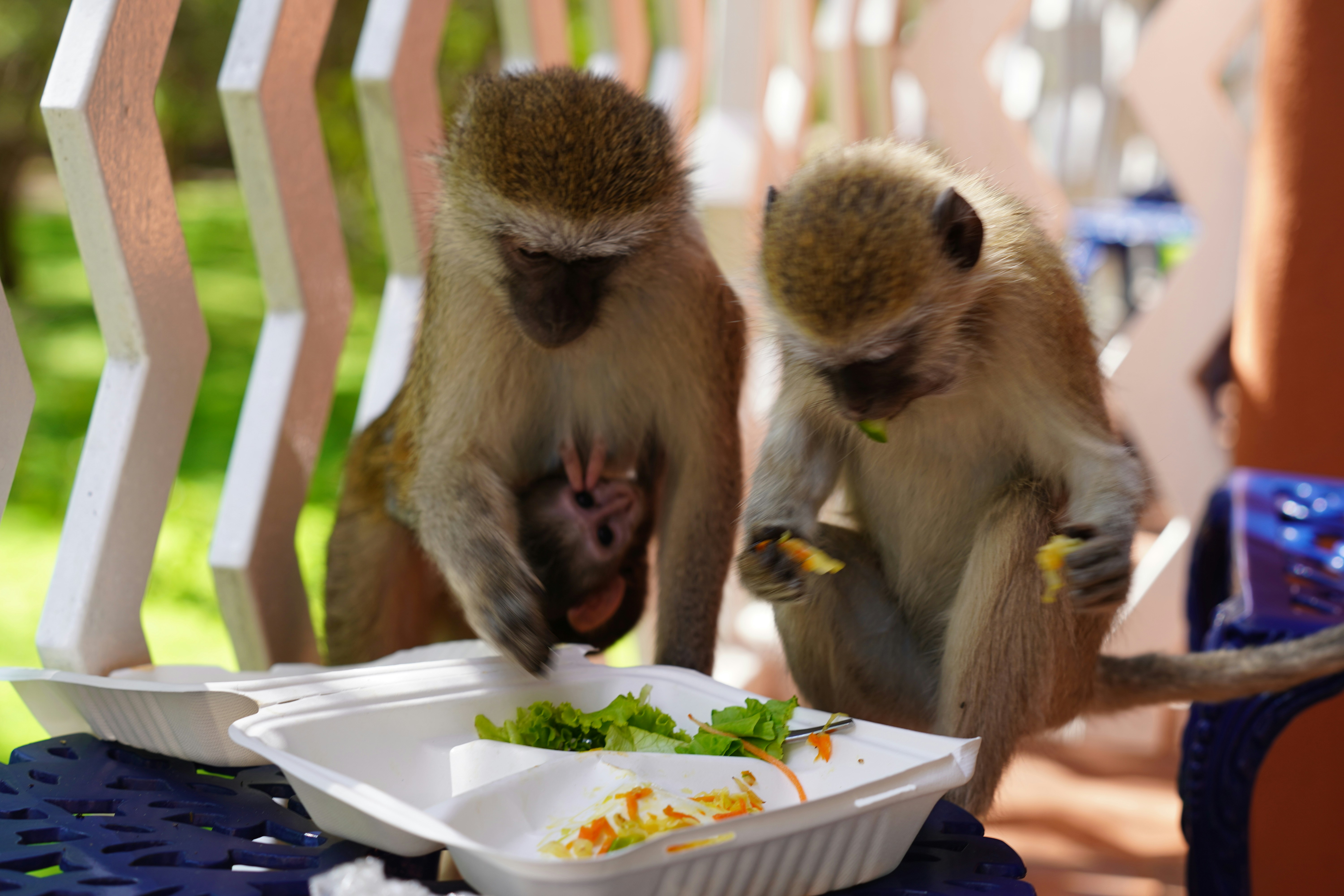 Two Capuchin Monkeys Inspect a Meal on a Table