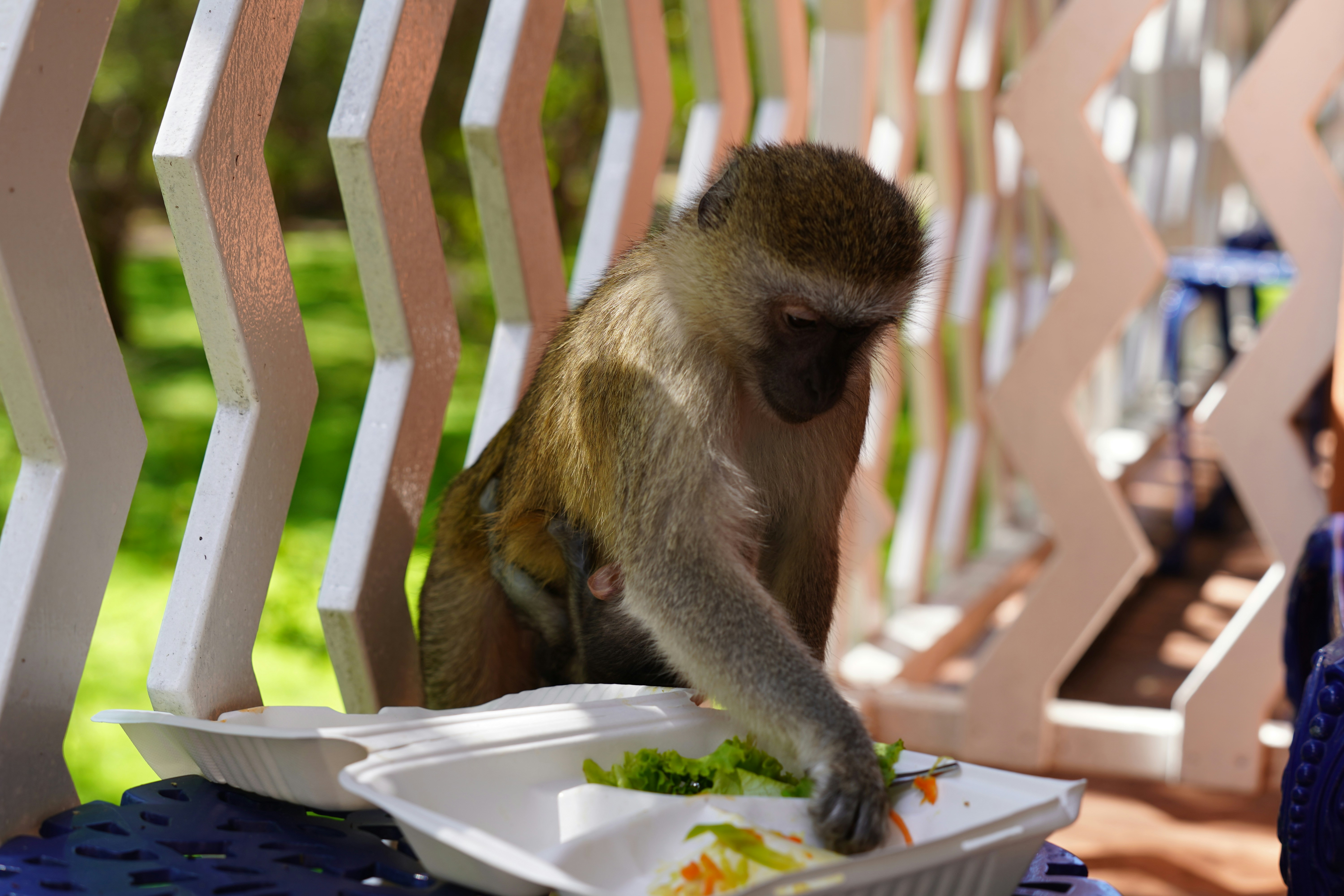 A monkey eats food from a takeout container. photo – Free Food Image on ...