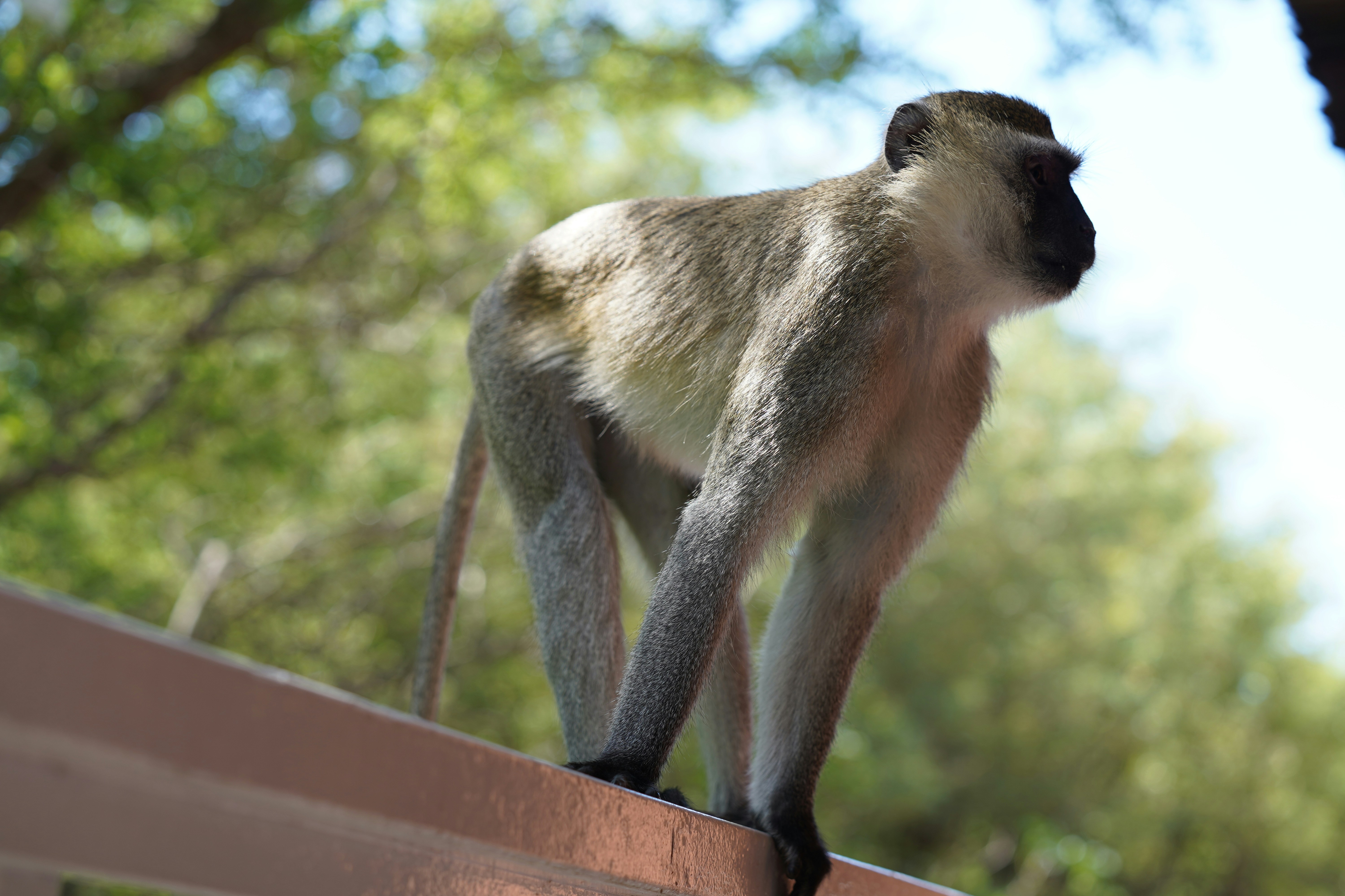 Master Polo peeping through my room these are Monkeys of the Avani Victoria Falls Resort