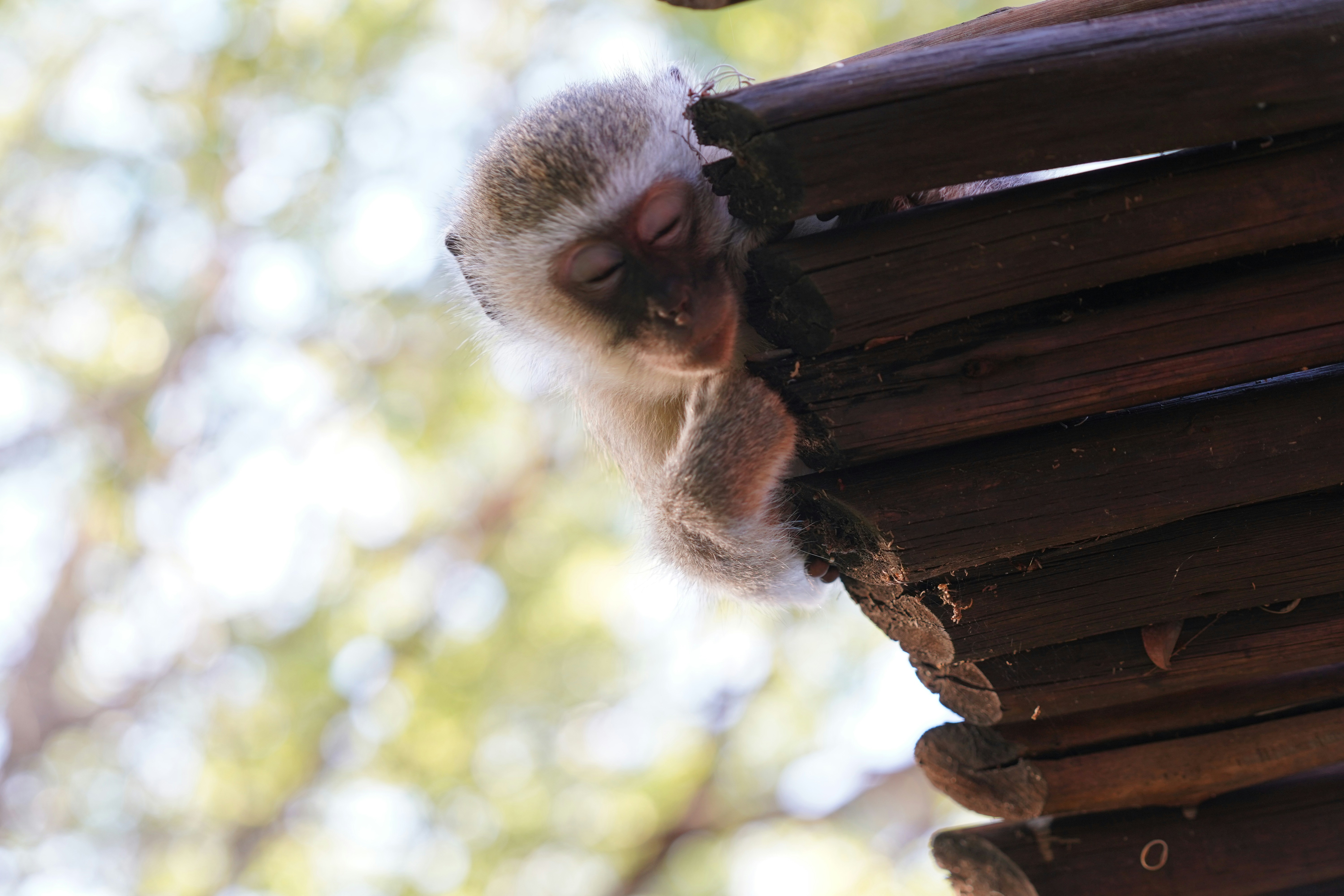 Curled Awake: A tiny monkey clings to a weathered wooden ledge