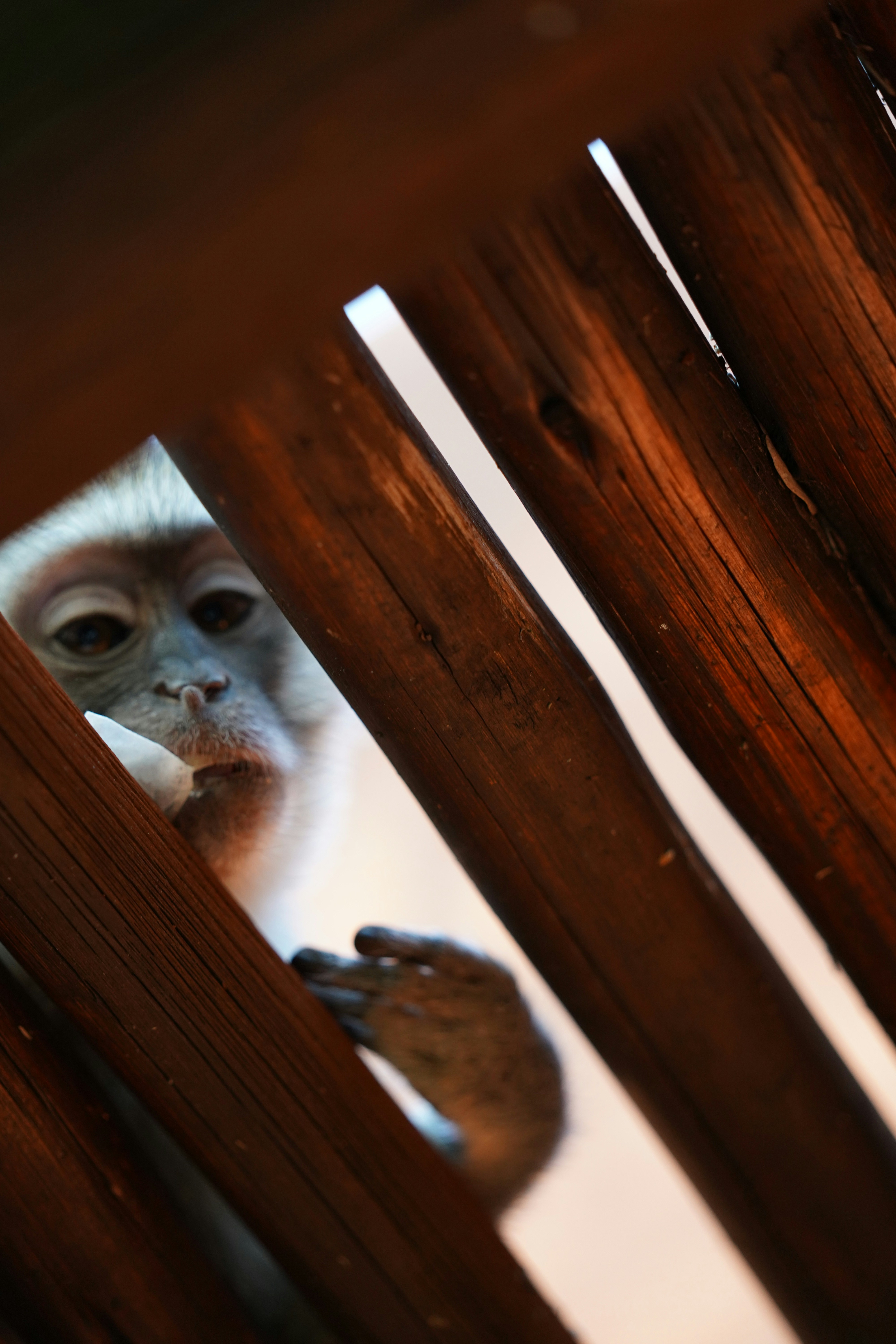 Hidden Gaze Through Wooden Slats