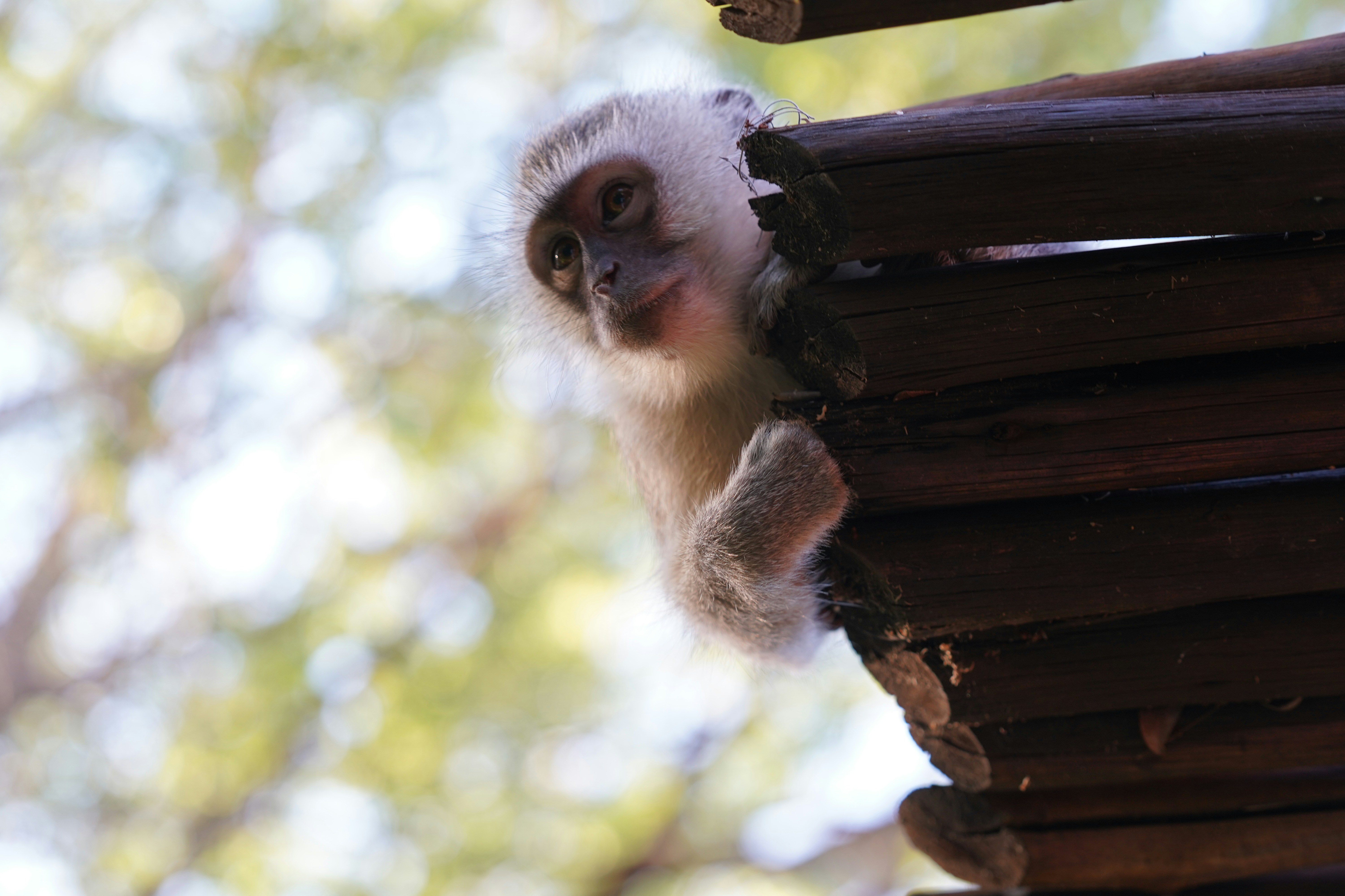 Another upward shot of Mr White on top of the balcon roof made out of bamboo trees; Monkeys of the Avani Victoria Falls Resort