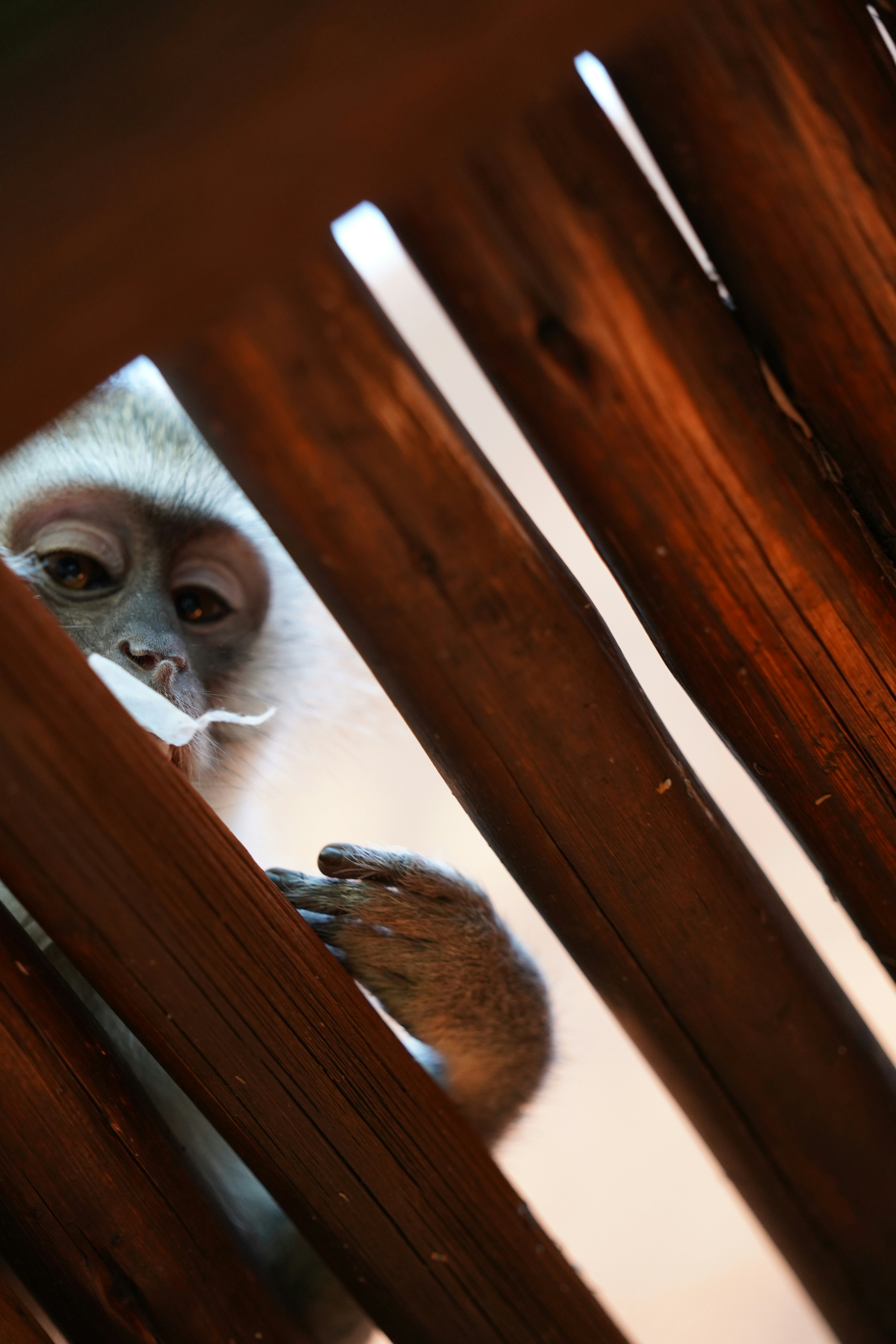 Curious Squirrel at a Wooden Gate