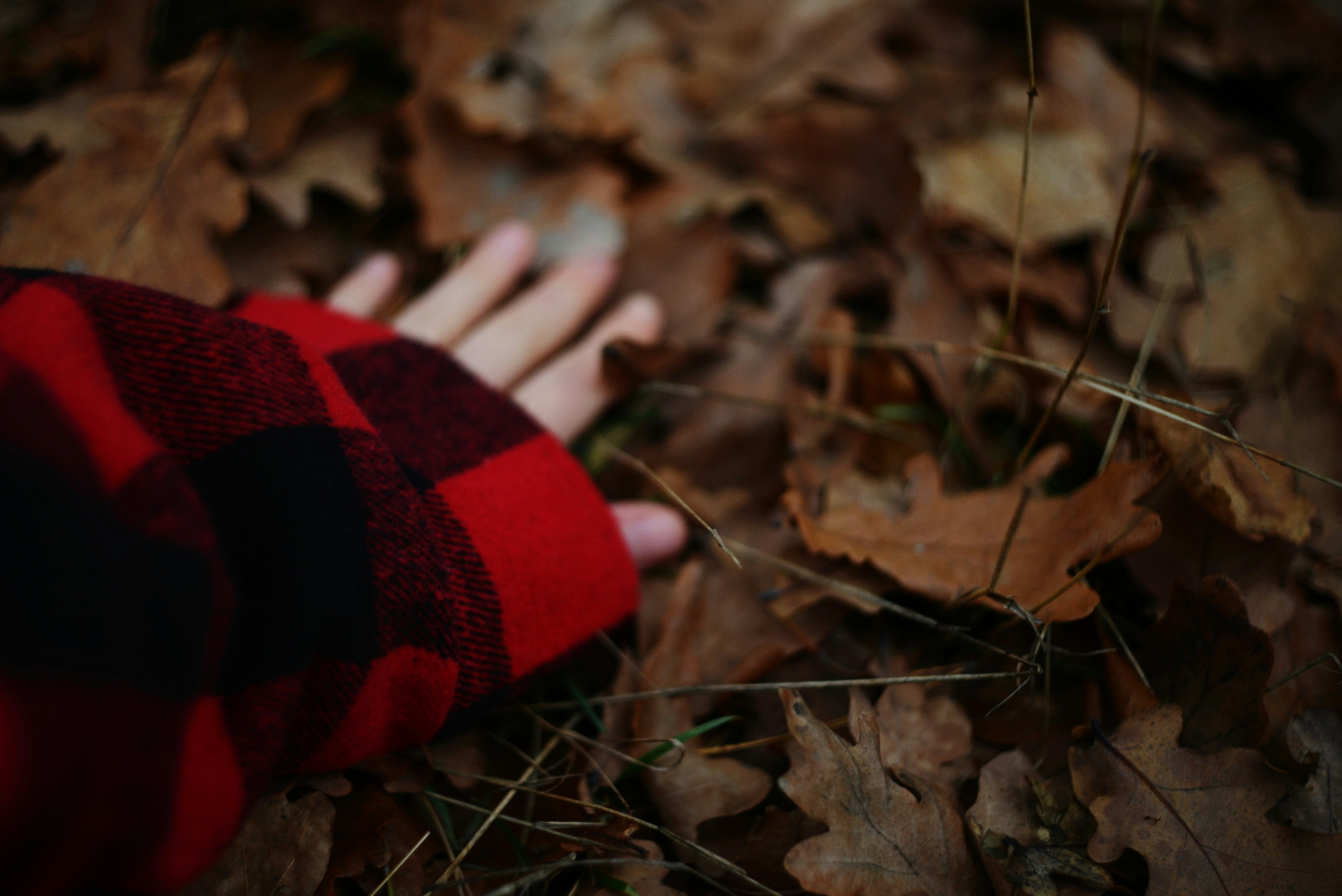 Autumn Contact: A Red-Check Glove Reaches Through Fallen Leaves