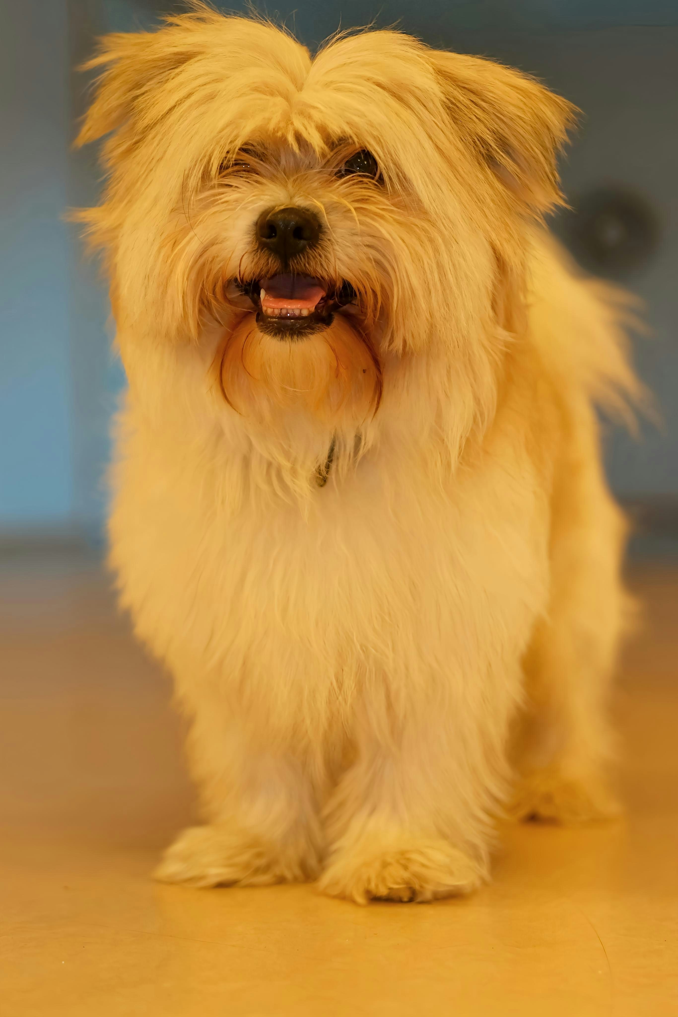 Sunny-Crowned Pooch: A Playful Portrait in Warm Indoor Light