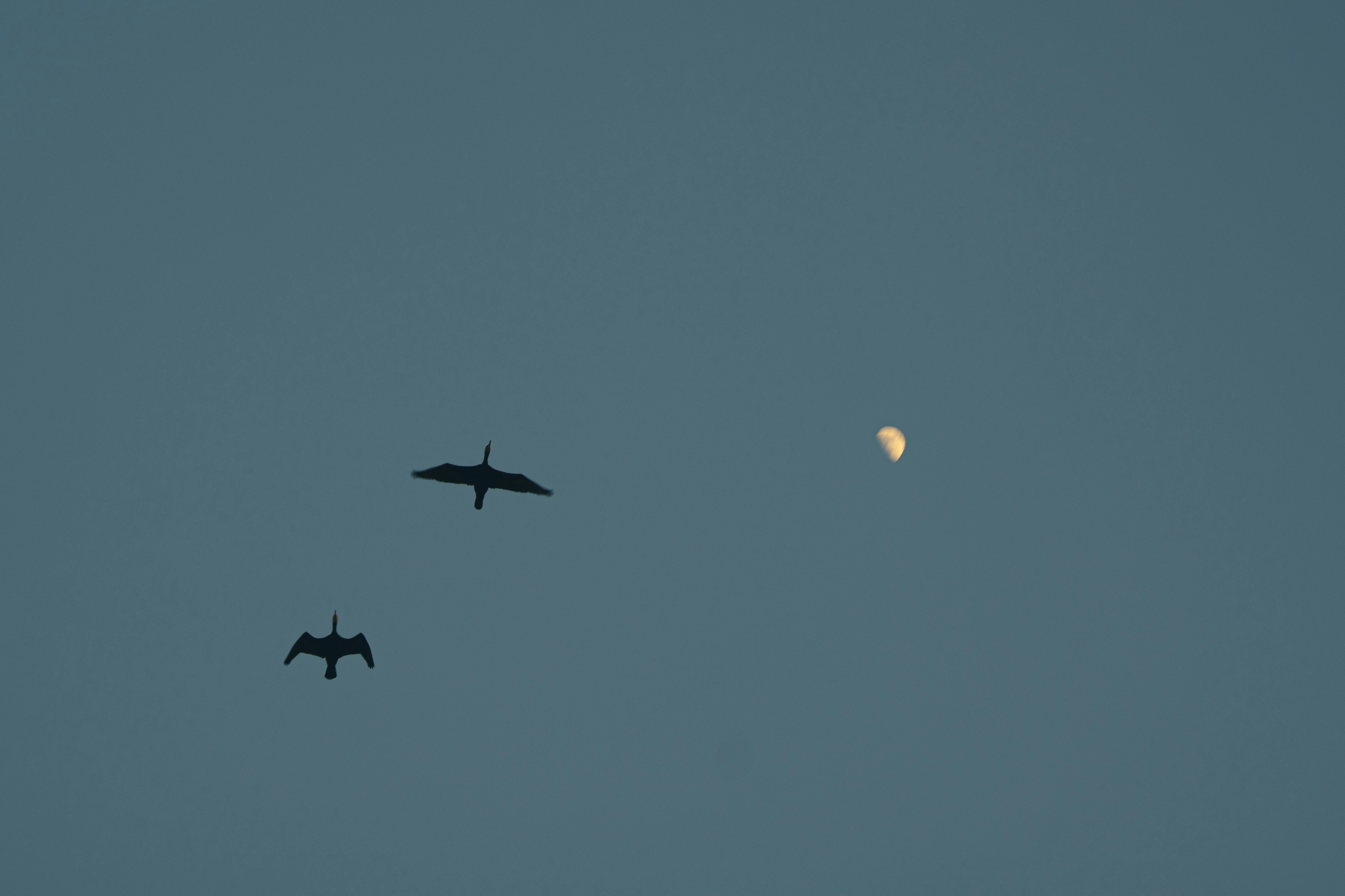 Silhouettes Against Dusk: Twin Birds and a Crescent Moon