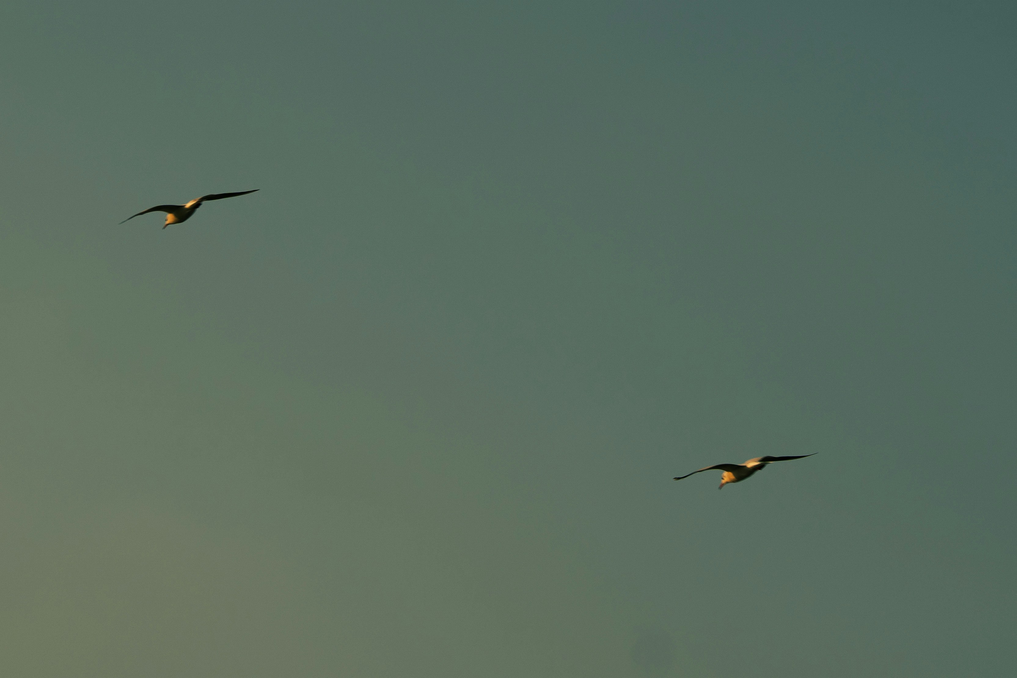 Flying side by side towards the golden horizon. True partnerships elevate us to places we could never reach alone.