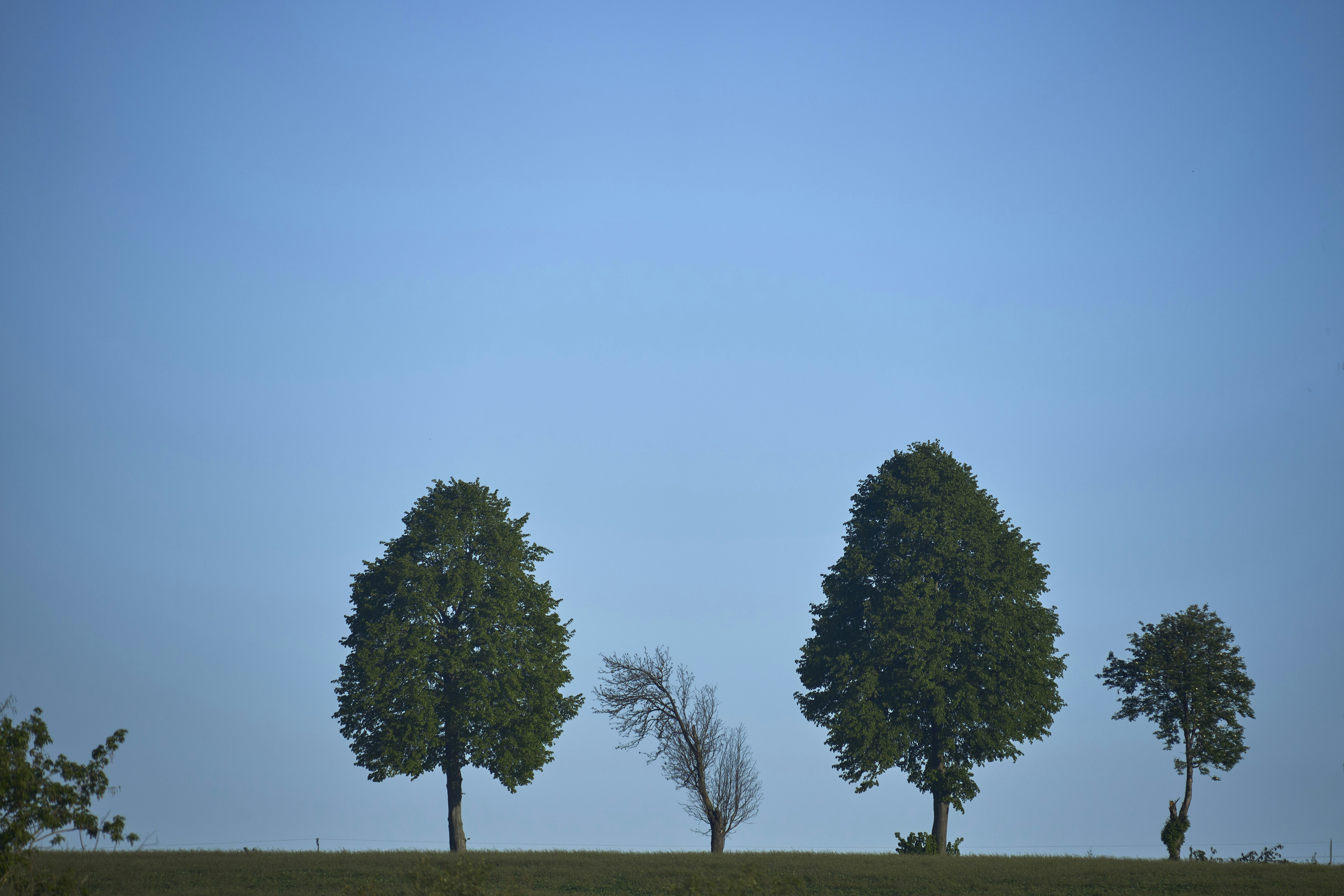 Three Lone Trees on a Quiet Horizon