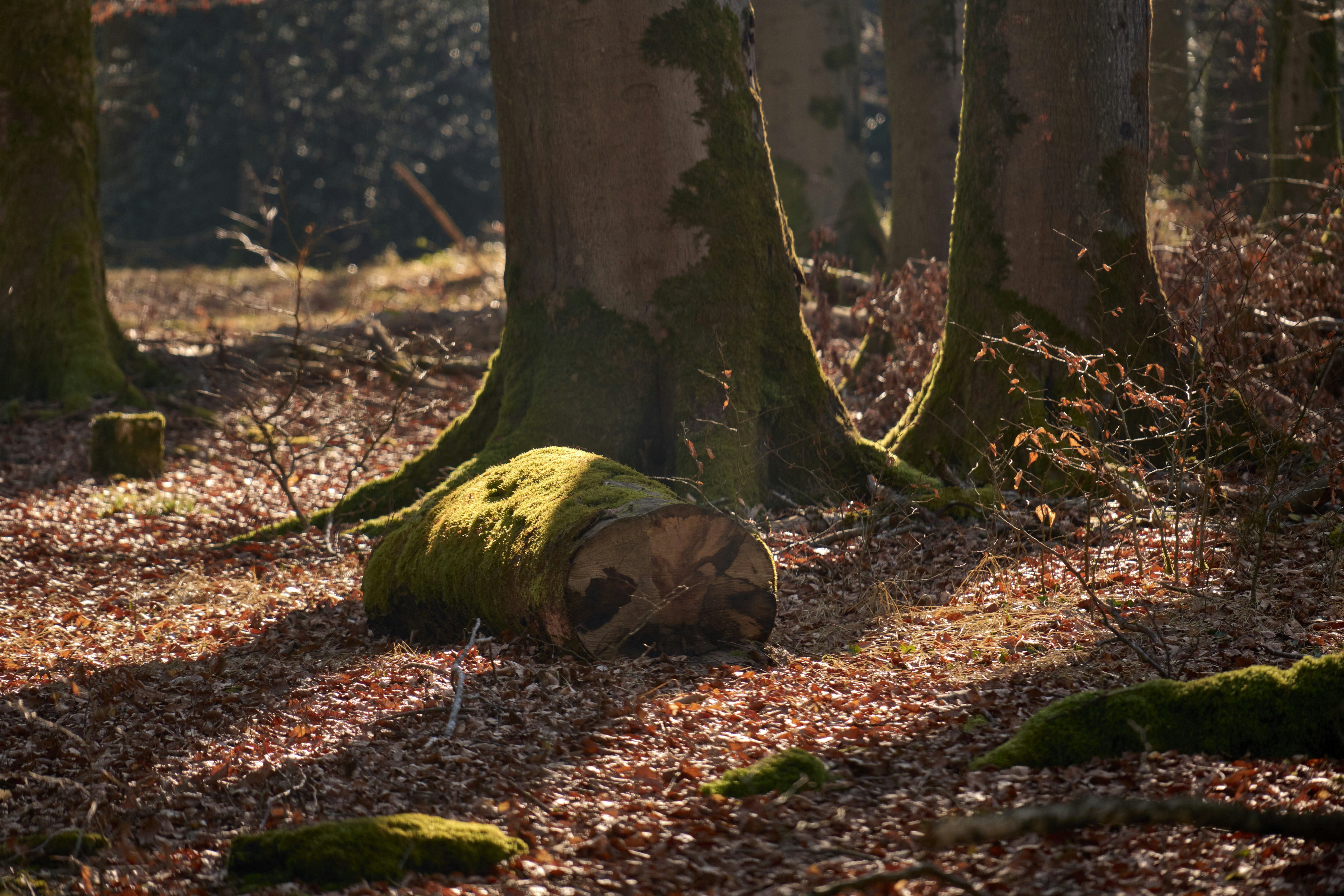 Moss-Cailed Log in a Quiet Forest