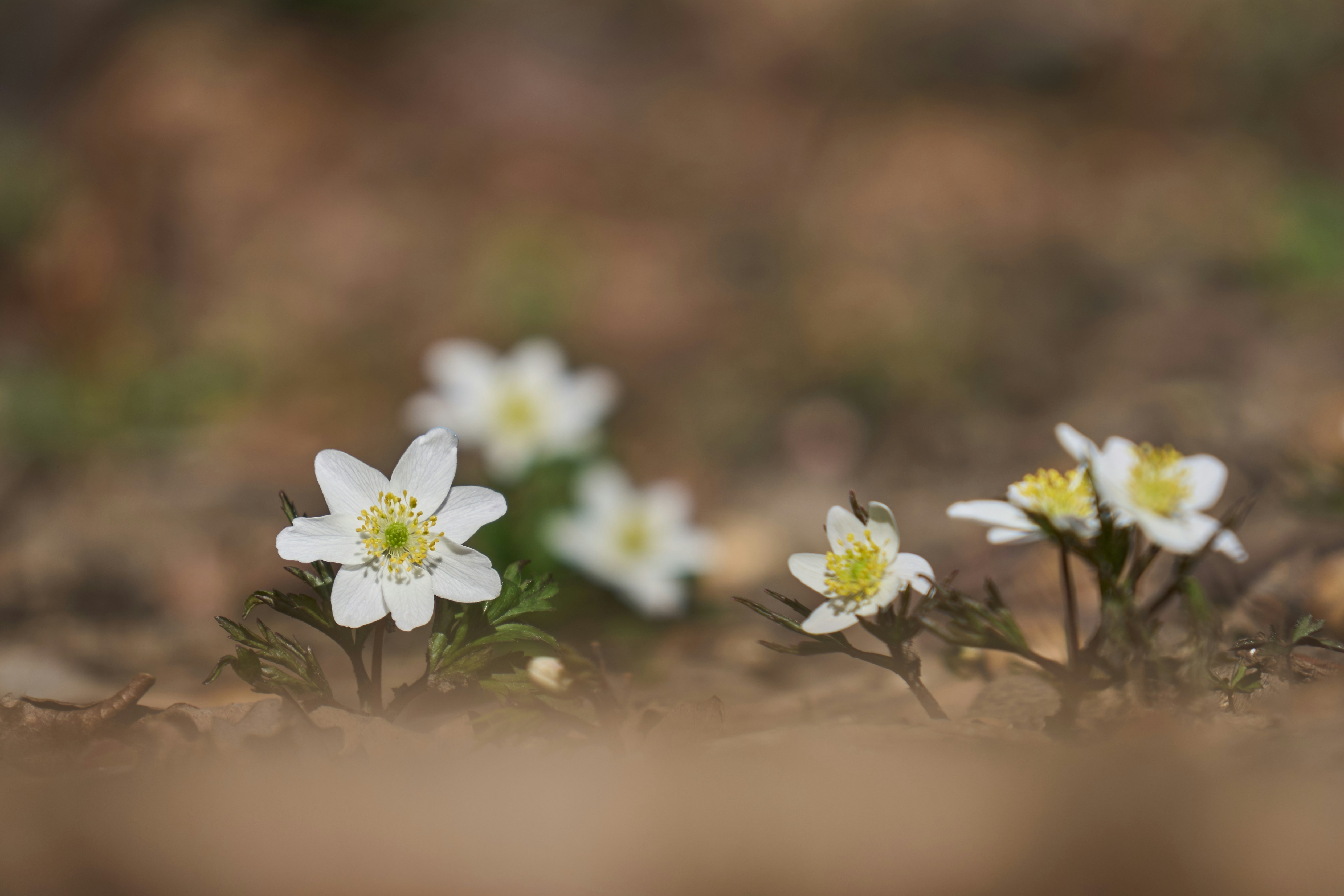 White wildflowers Breaking Through the Forest Floor