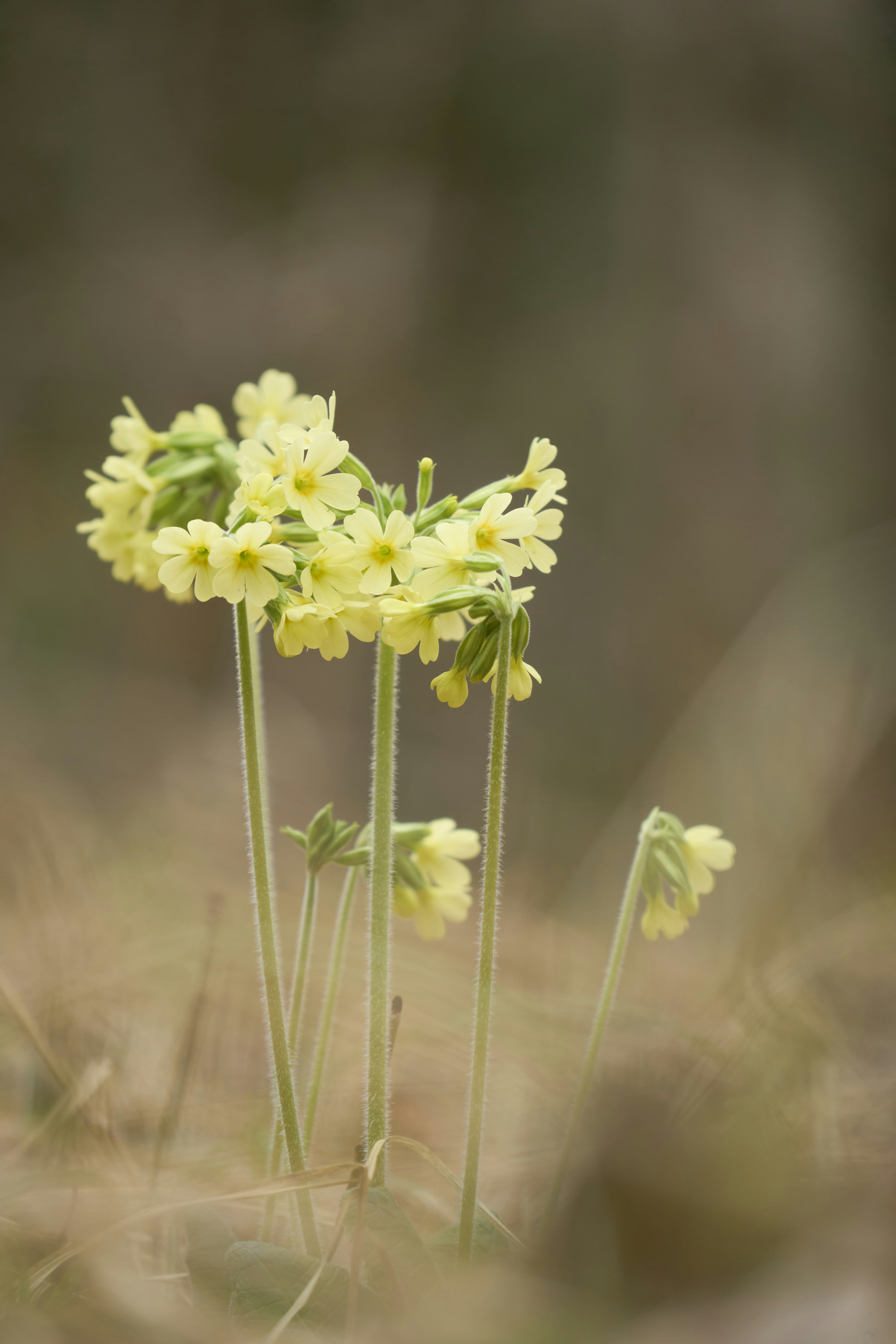 Photo by Wolfgang Hasselmann with Sony Alpha 7 IV