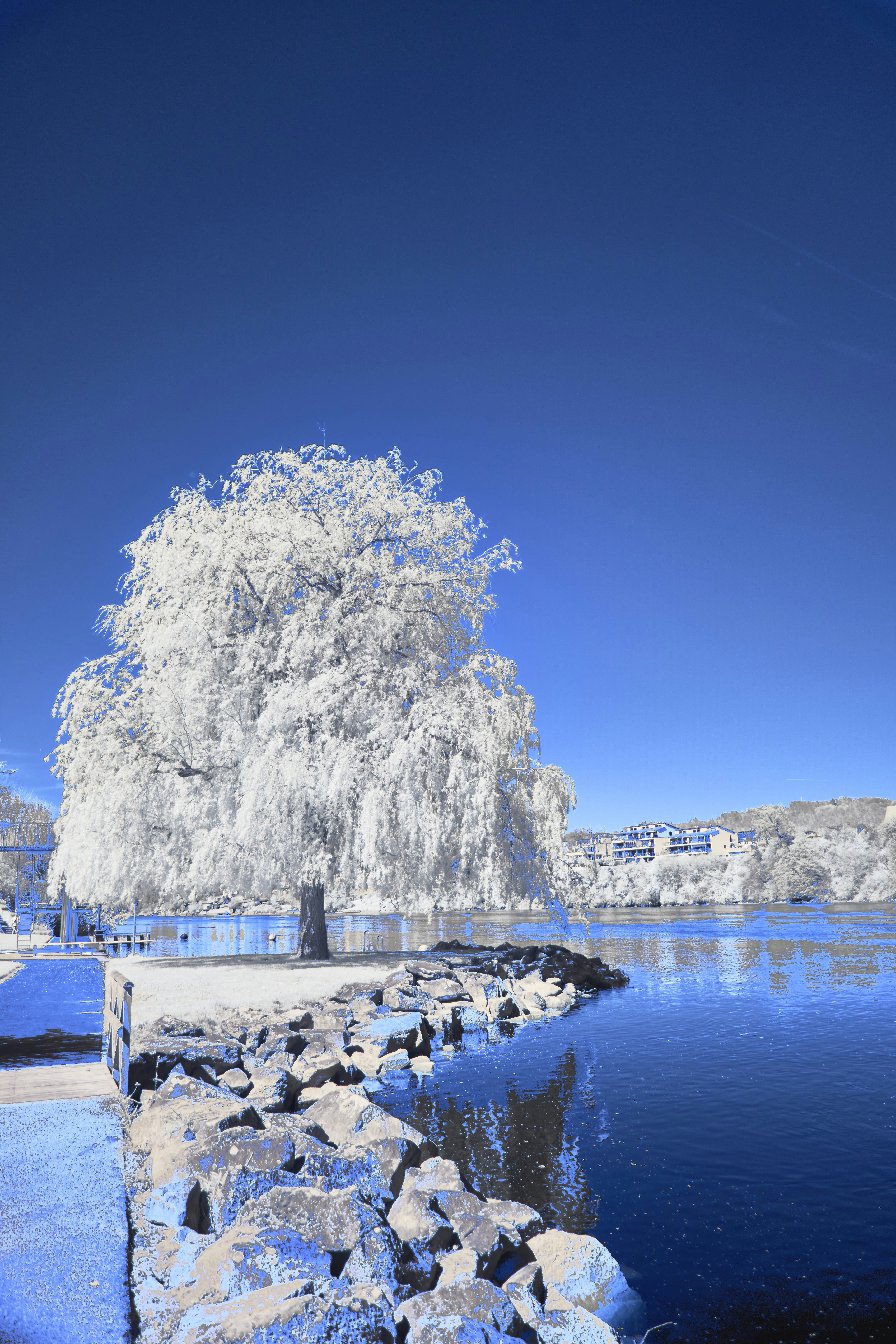 Snow-blanketed willow by a tranquil lake under a cobalt sky