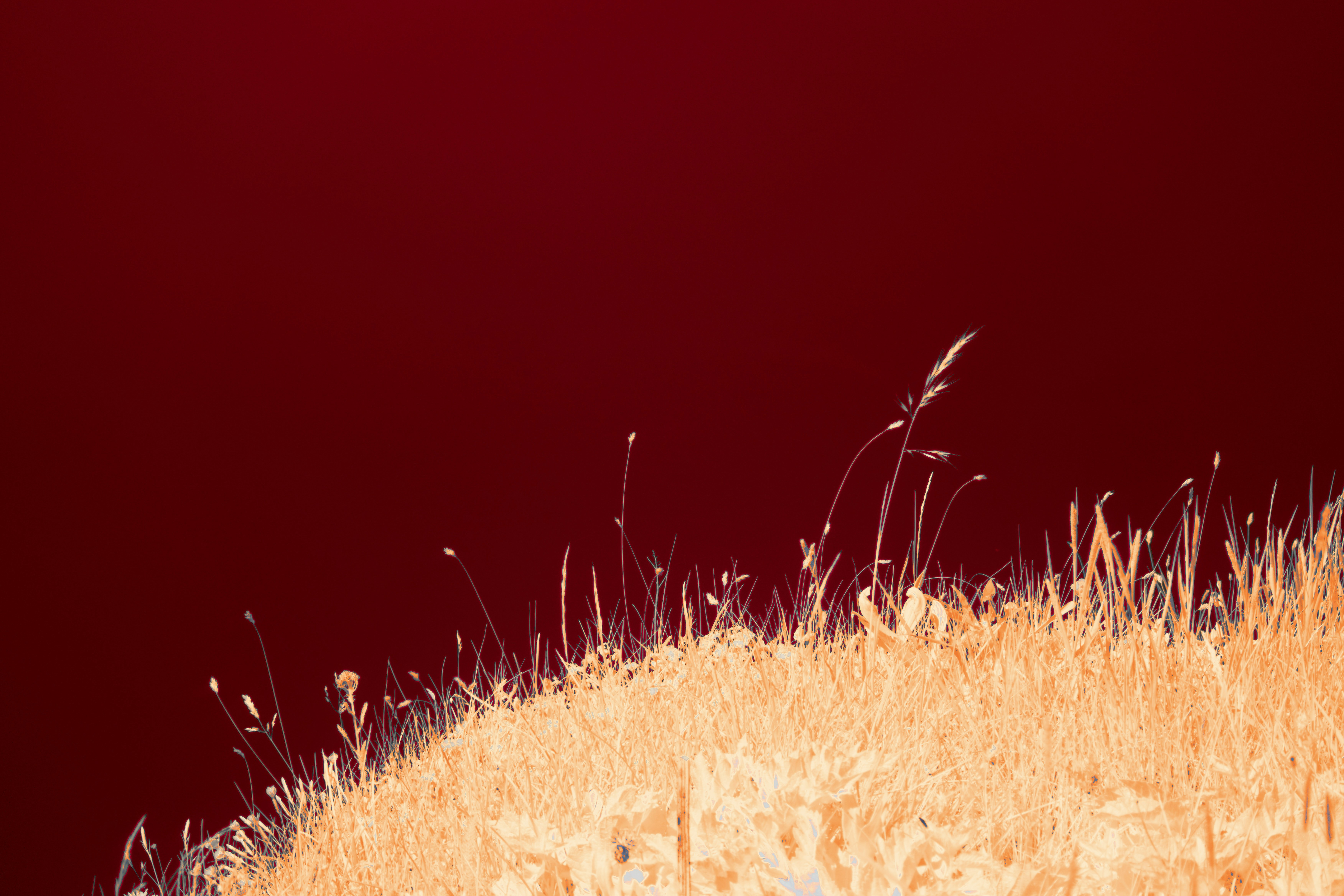 Golden Grass Fringes against a Crimson Sky