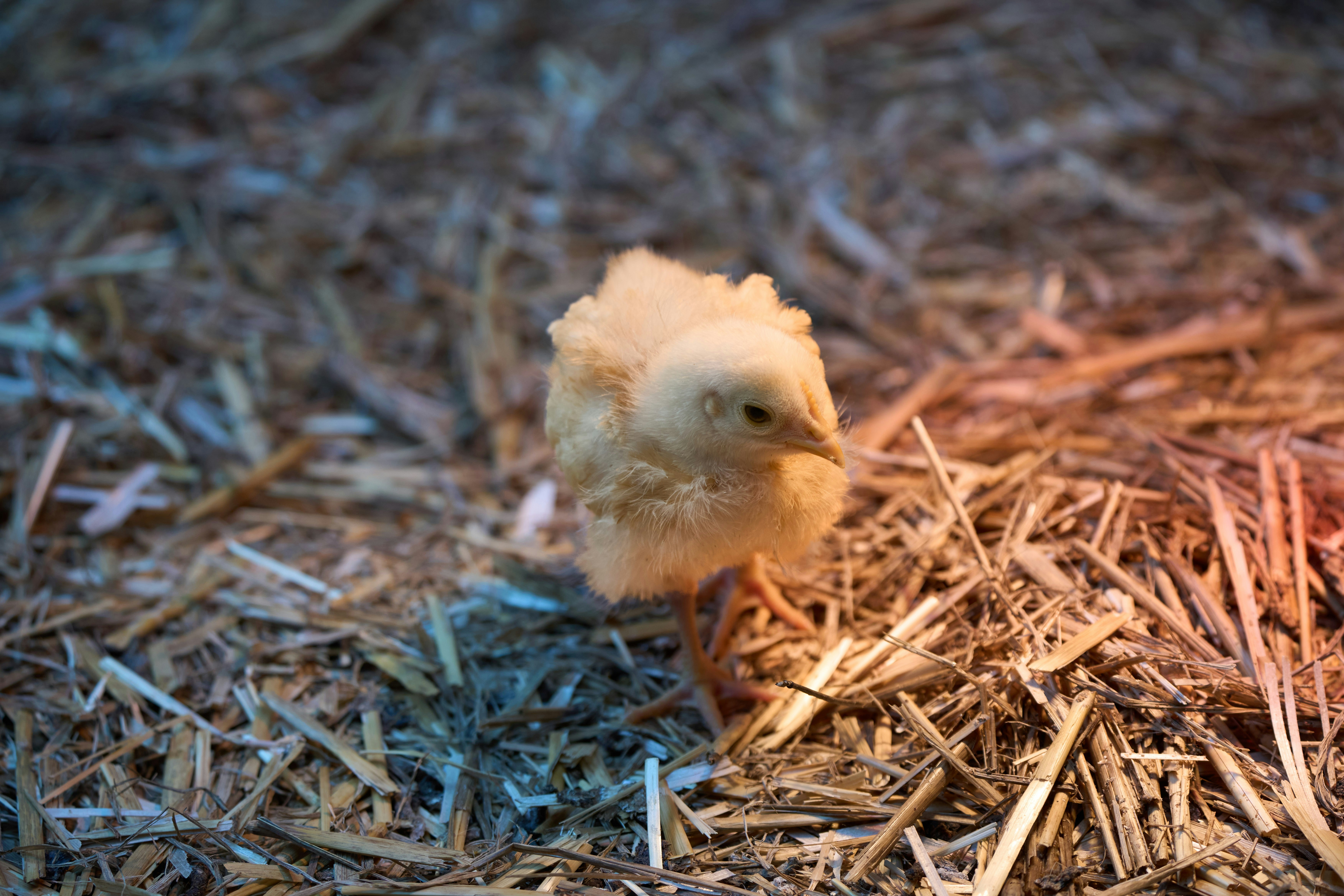 Hatchling in Warm Metallic Light