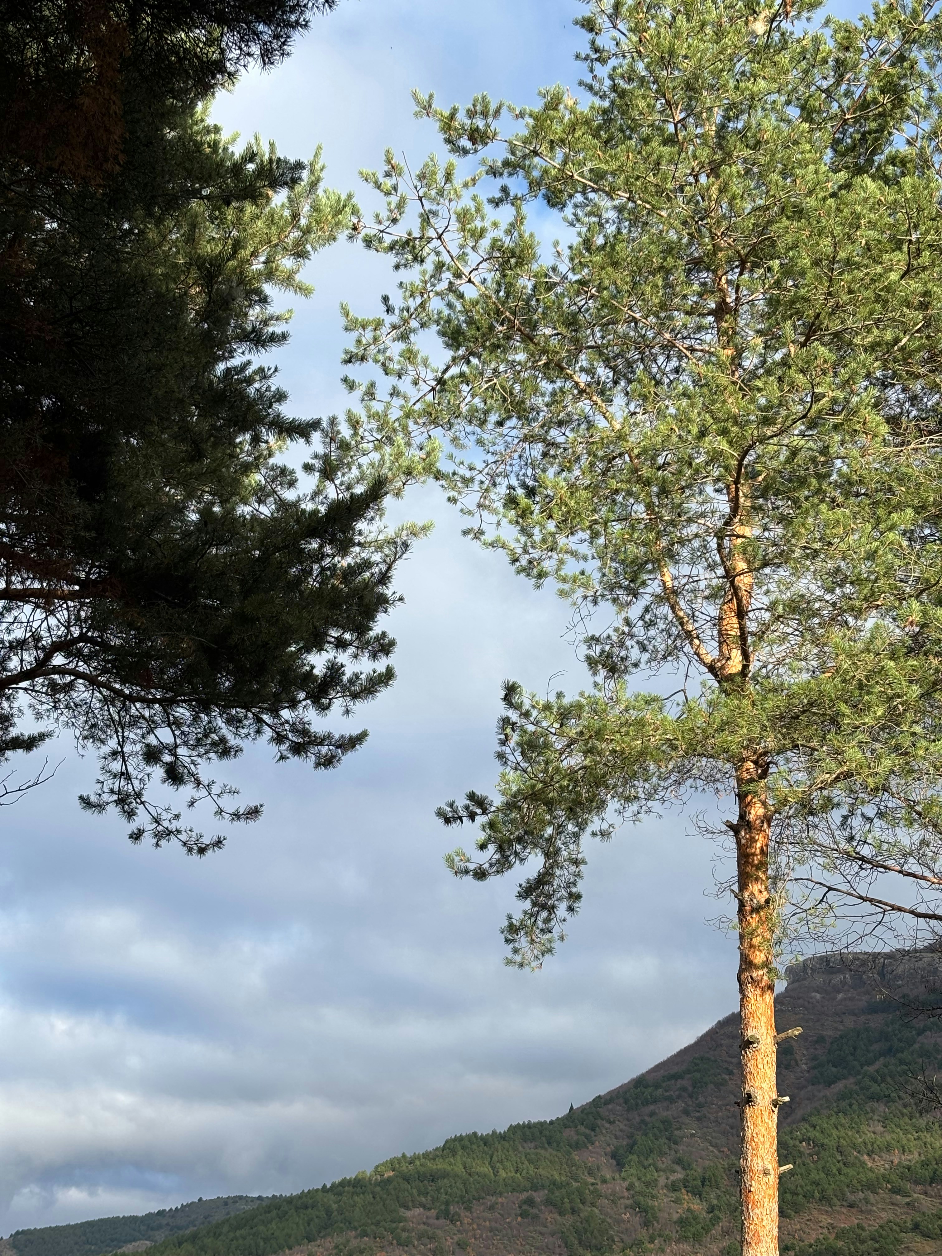 Towering Pine Stretches Skyward Against a Foamy Crest