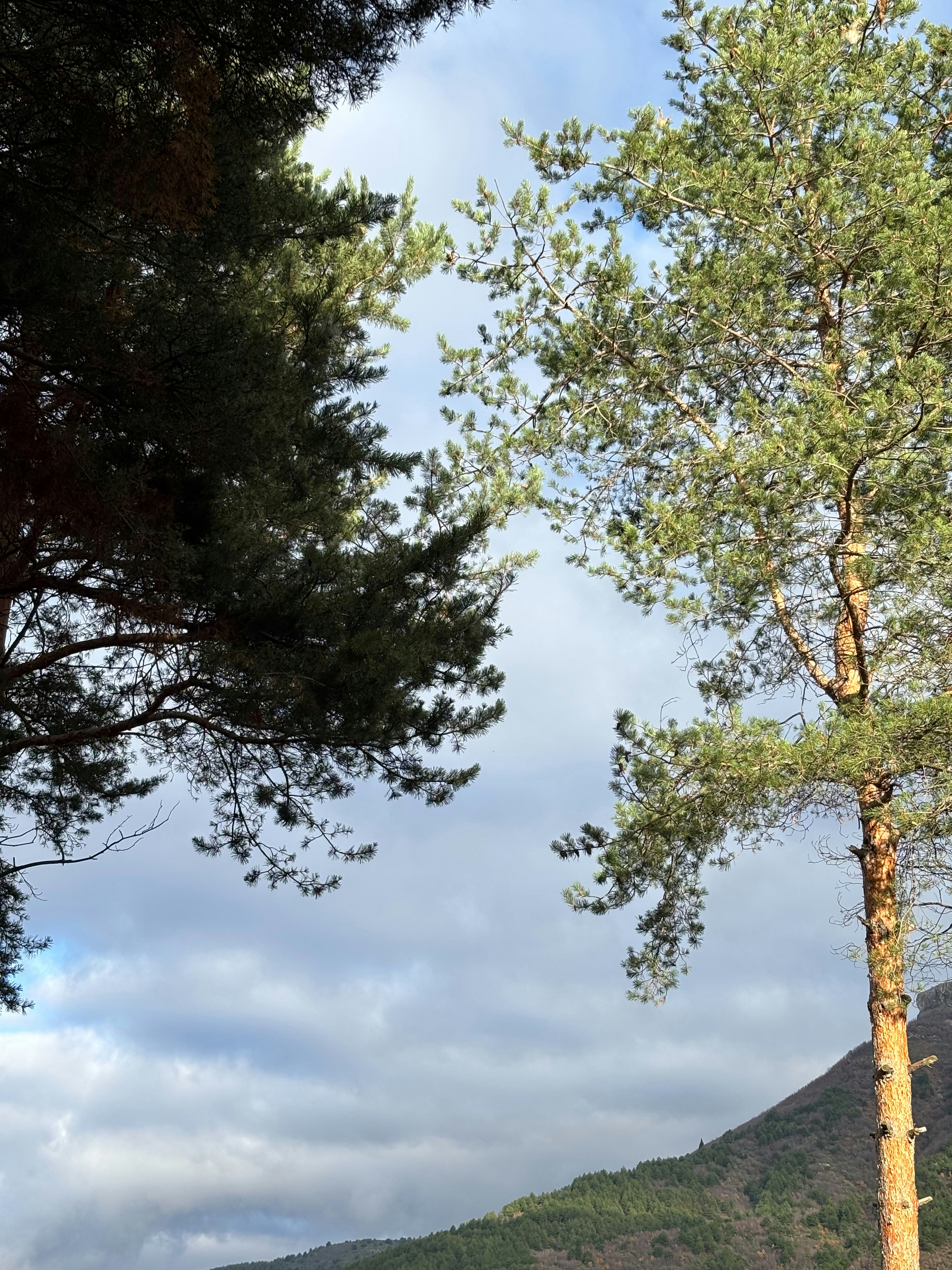 Skyward Pines: A Tilt of Timber and Blue