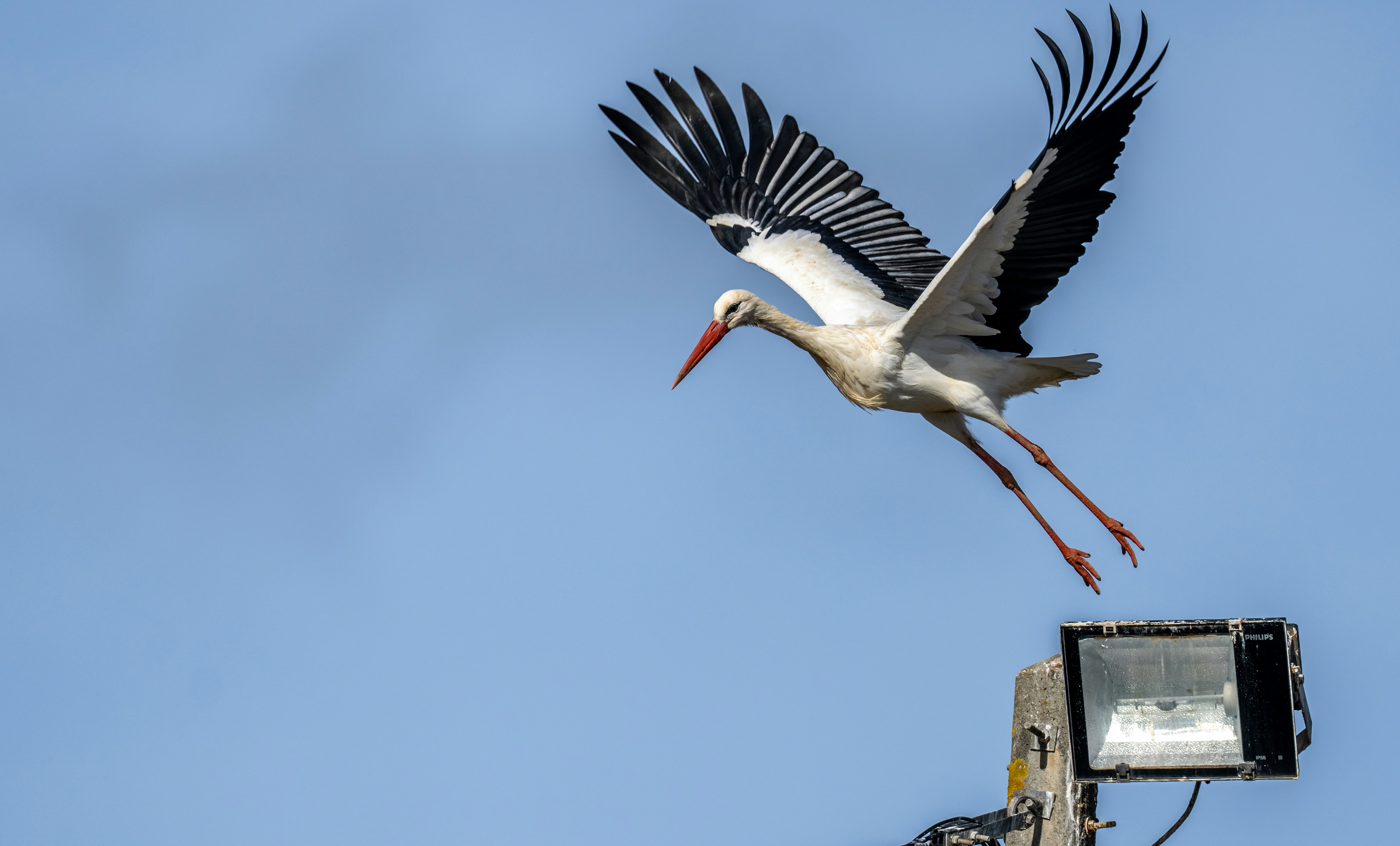 Soaring Stork Over the Spotlight