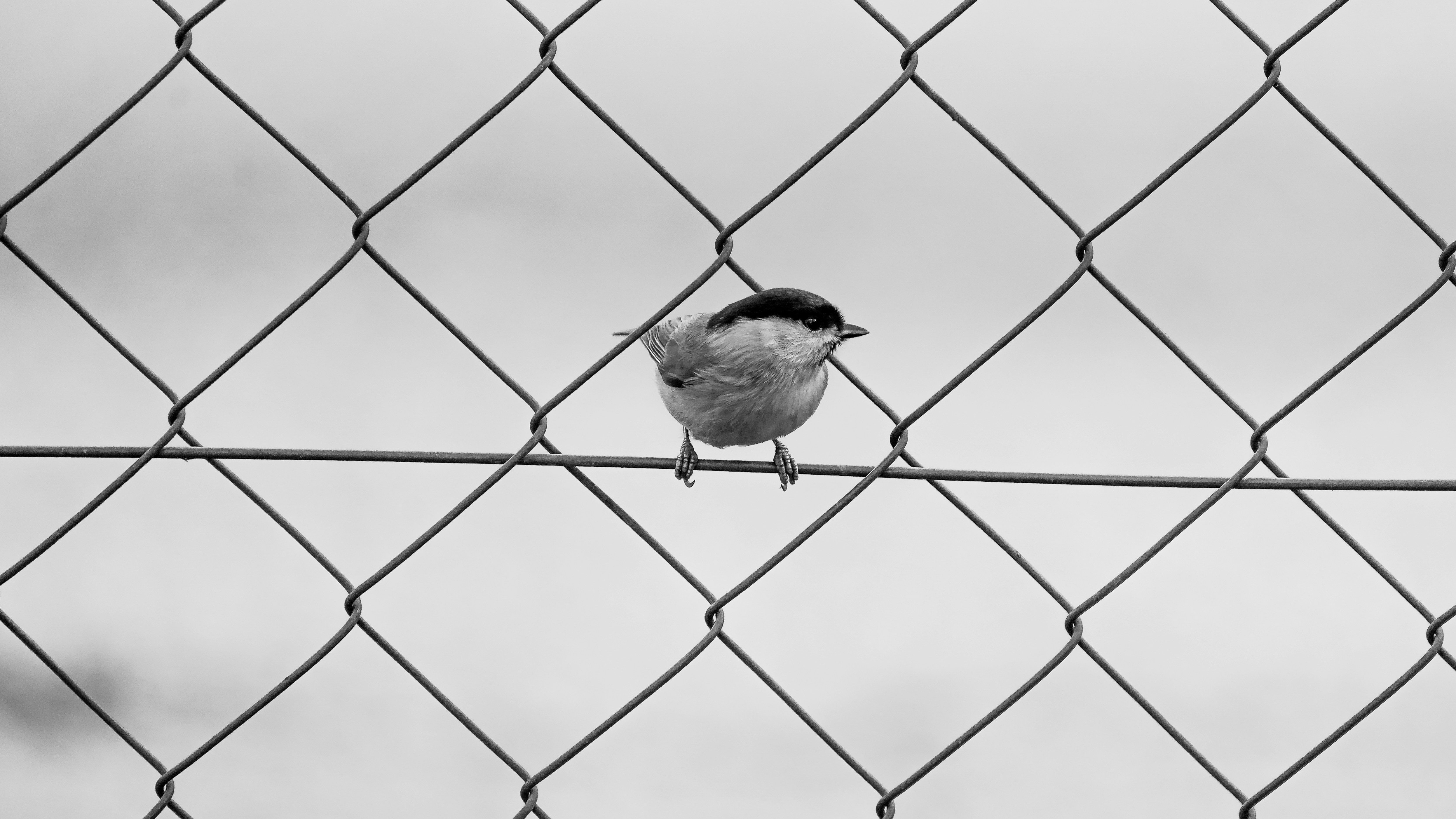 Photo by Nikola  Tomašić with Sony Alpha 7 IV