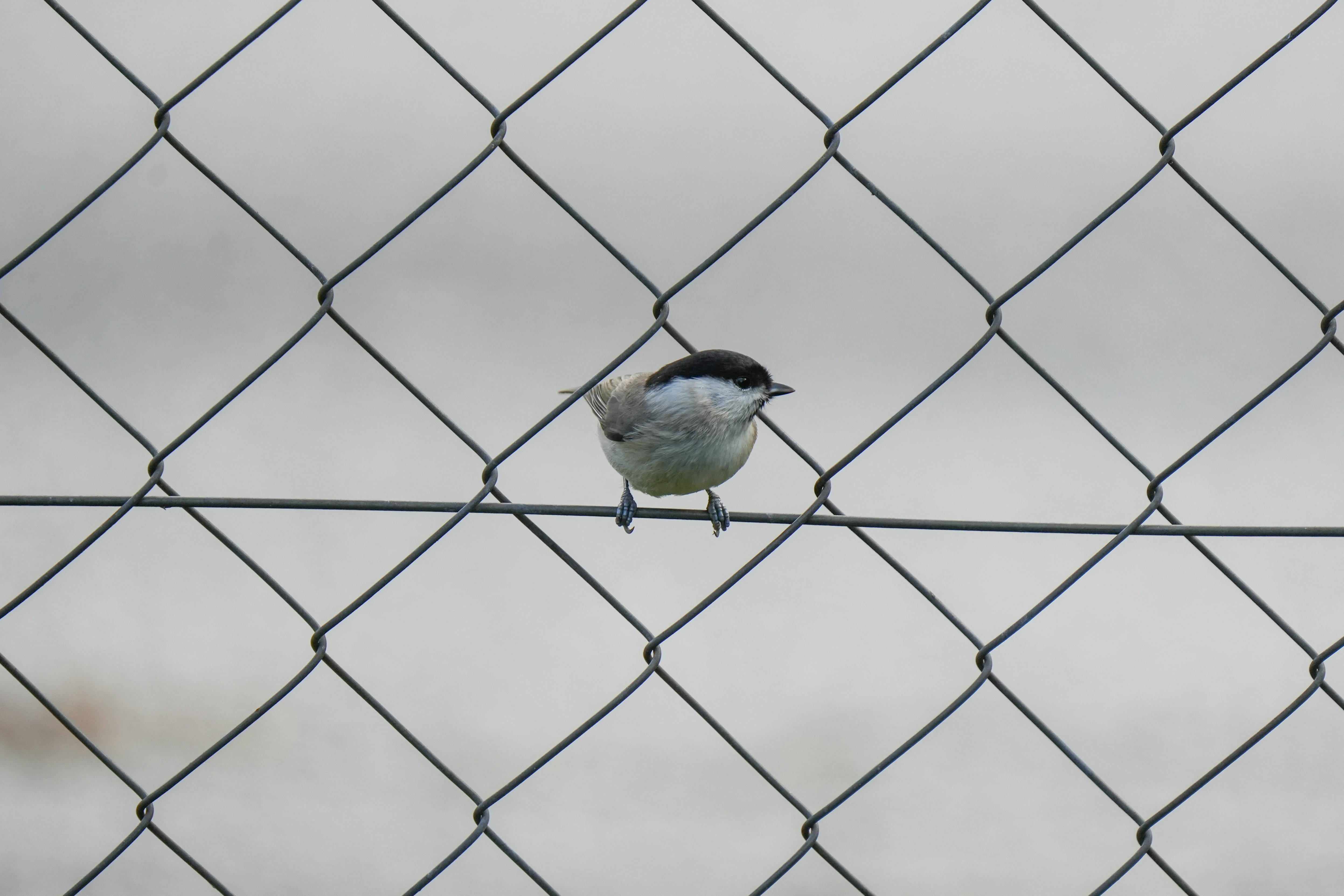 Photo by Nikola  Tomašić with Sony Alpha 7 IV