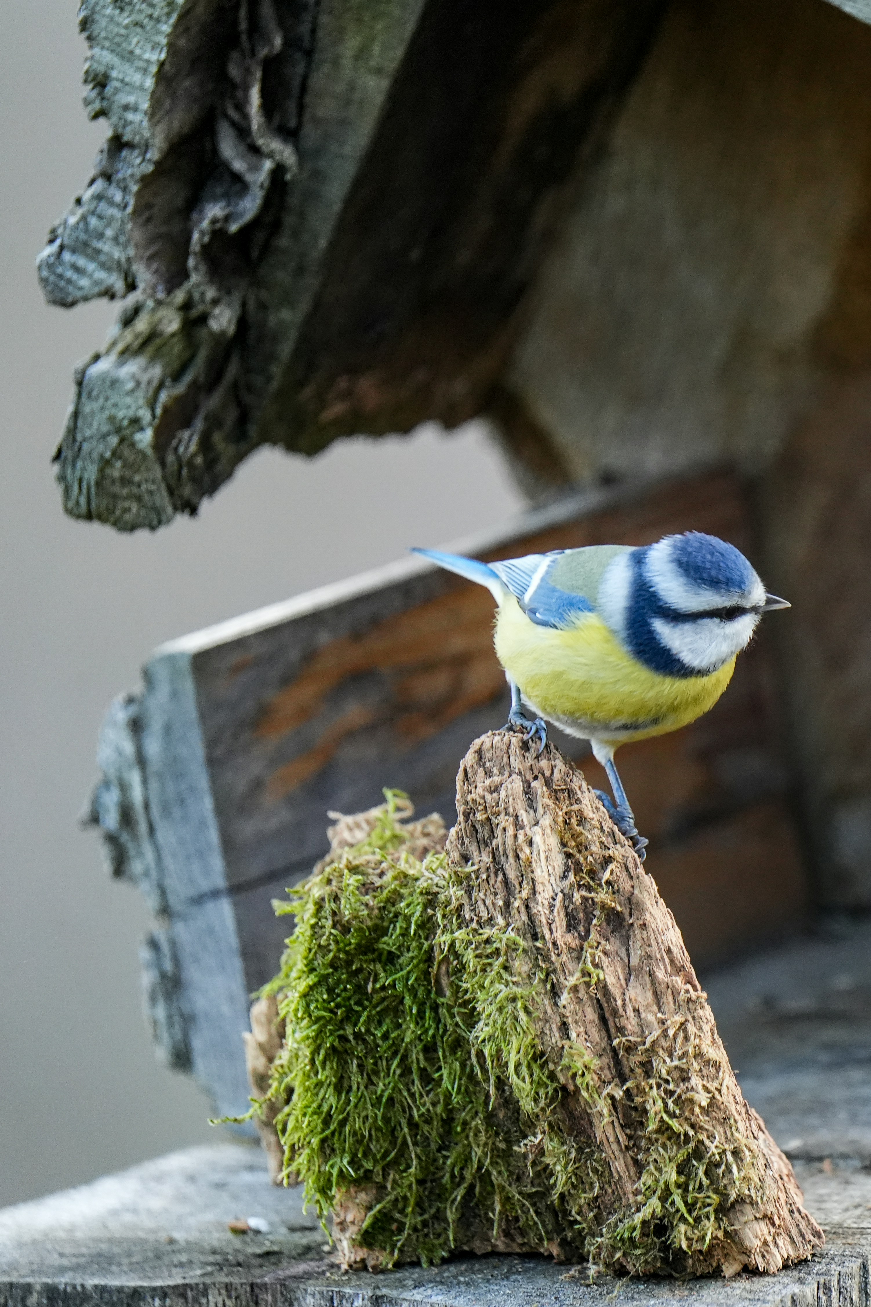 Blue Tit Perched on Mossy Log Amid Dark Wood