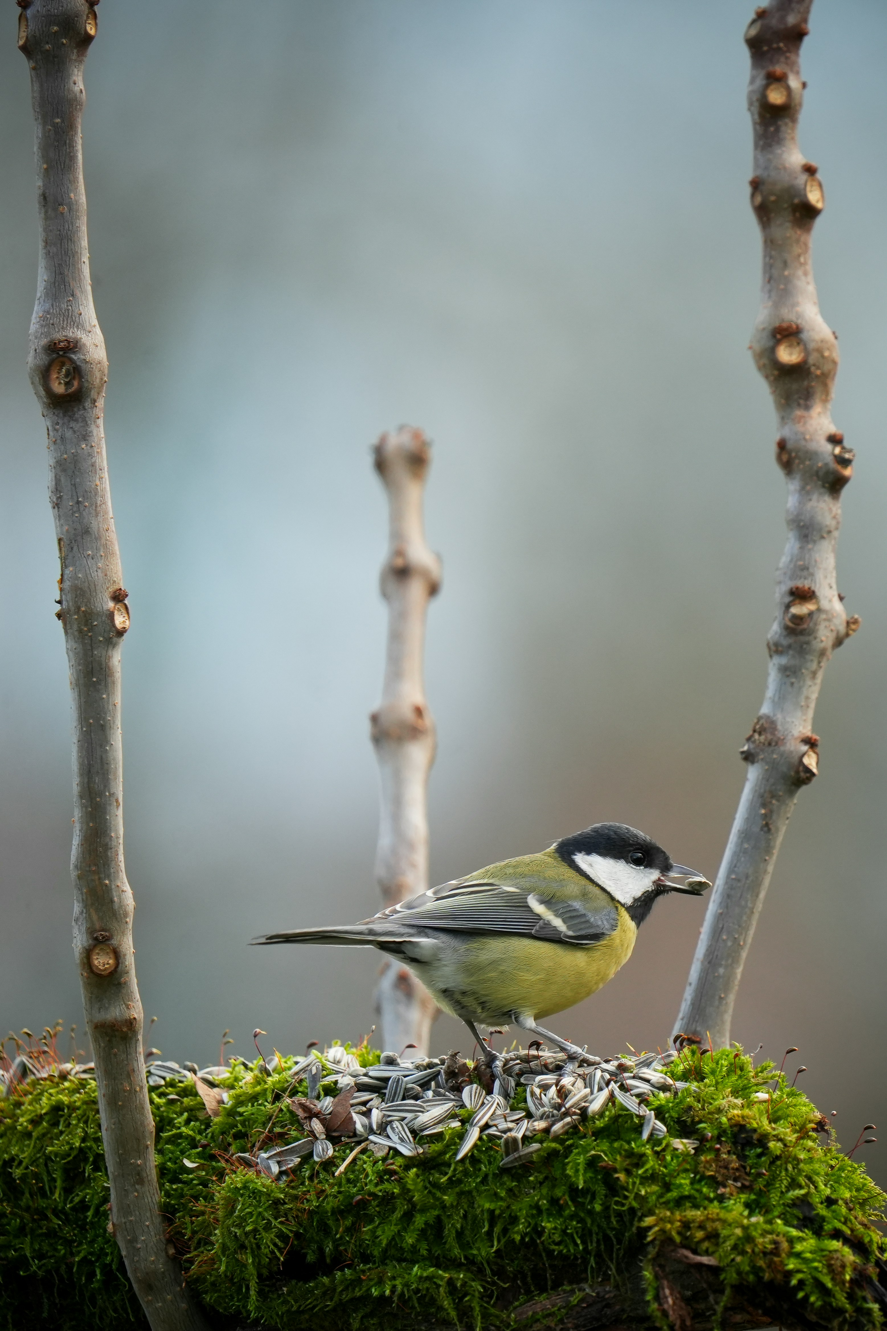 Tiny Singer on Mossy Green Perch