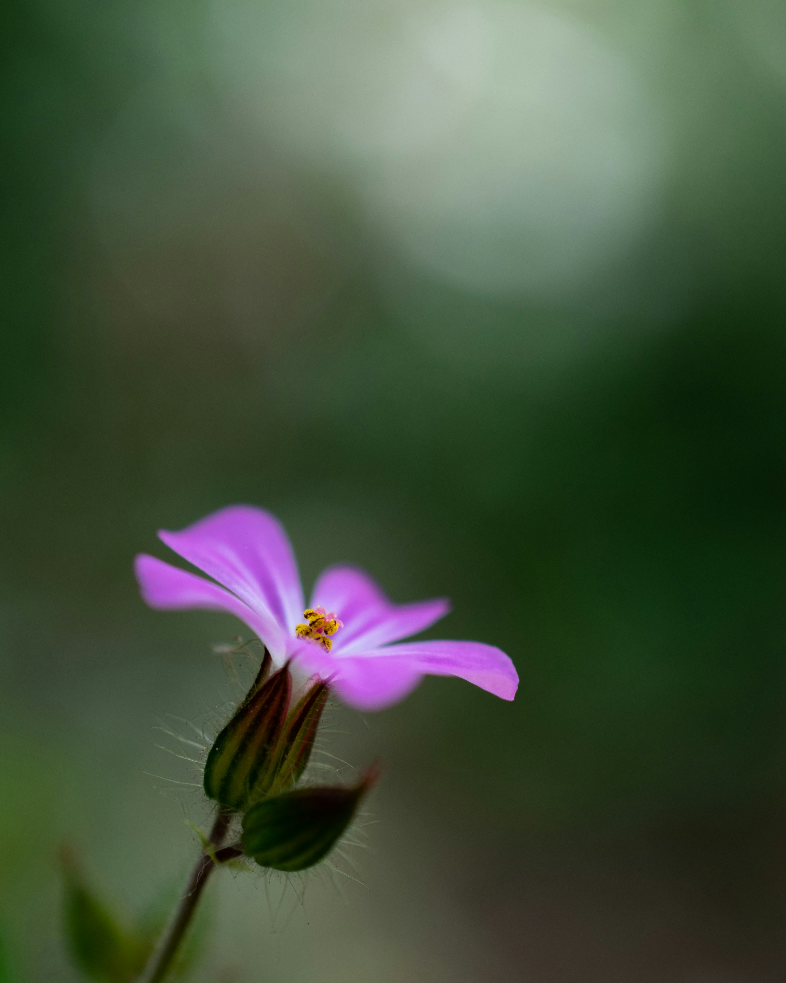 Photo by Vjekoslav Domanović with Nikon D5600