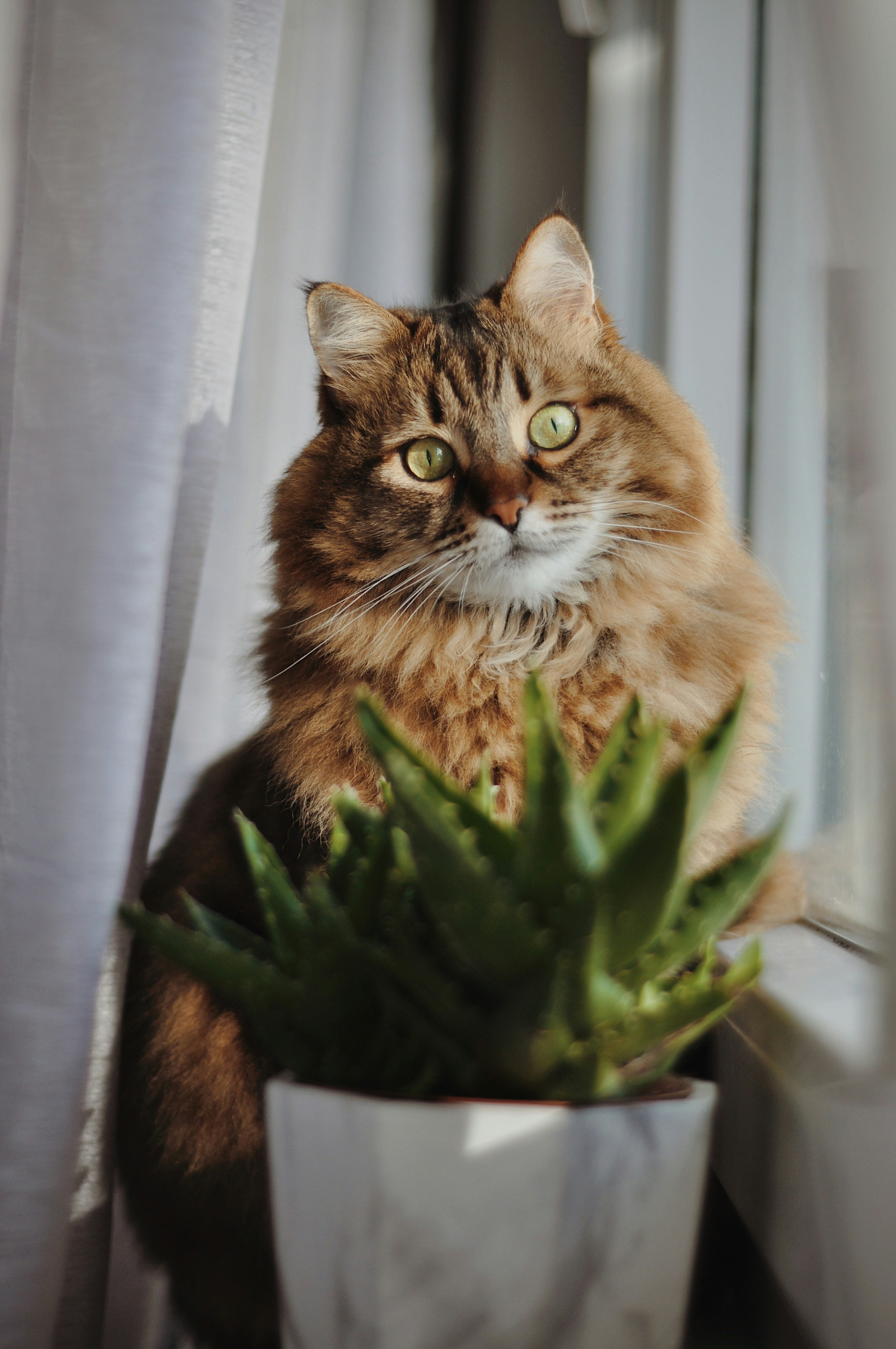 A Fluffy Siberian Cat