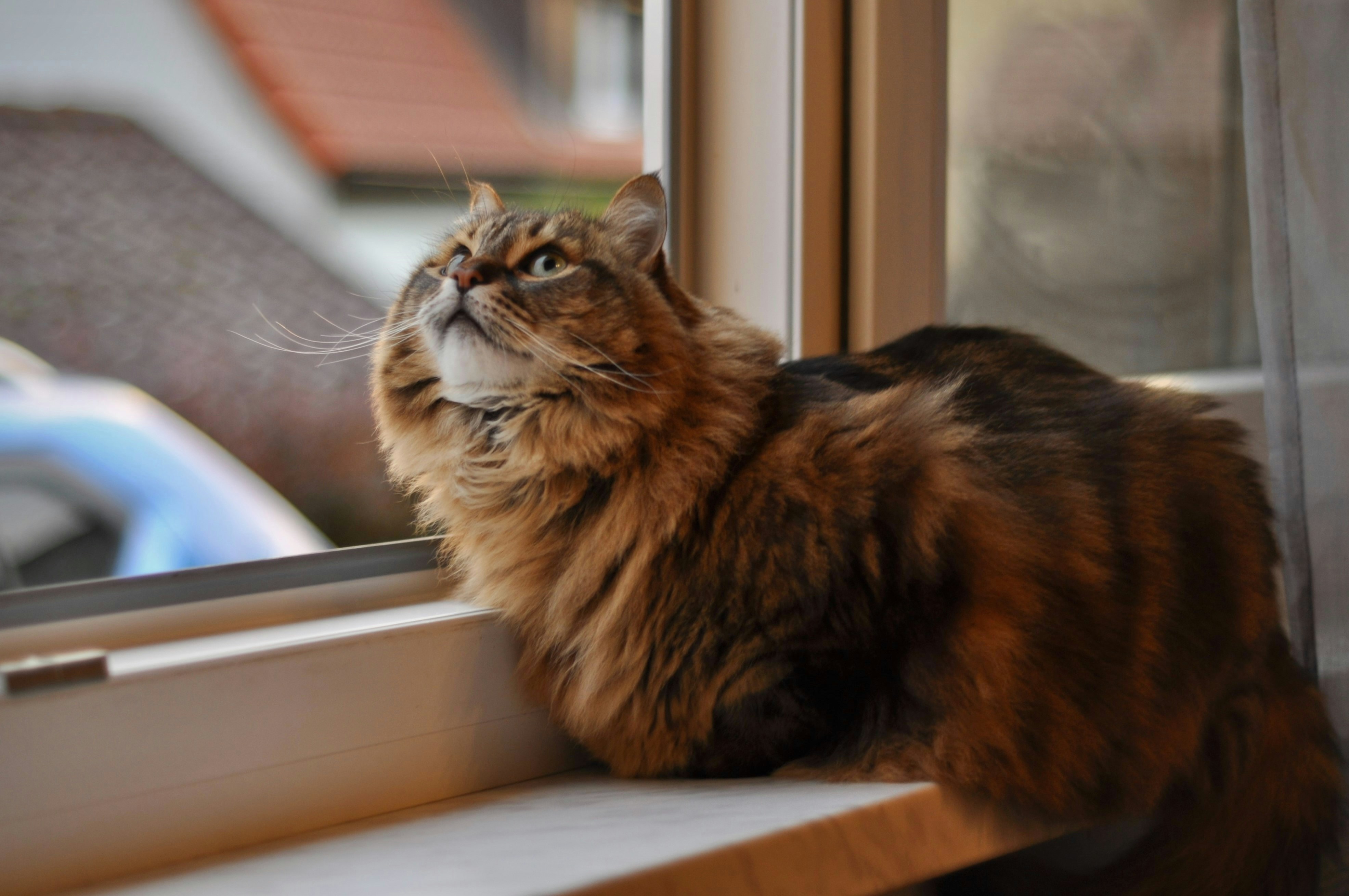 A Fluffy Siberian Cat Looking Out the Window at Sunset