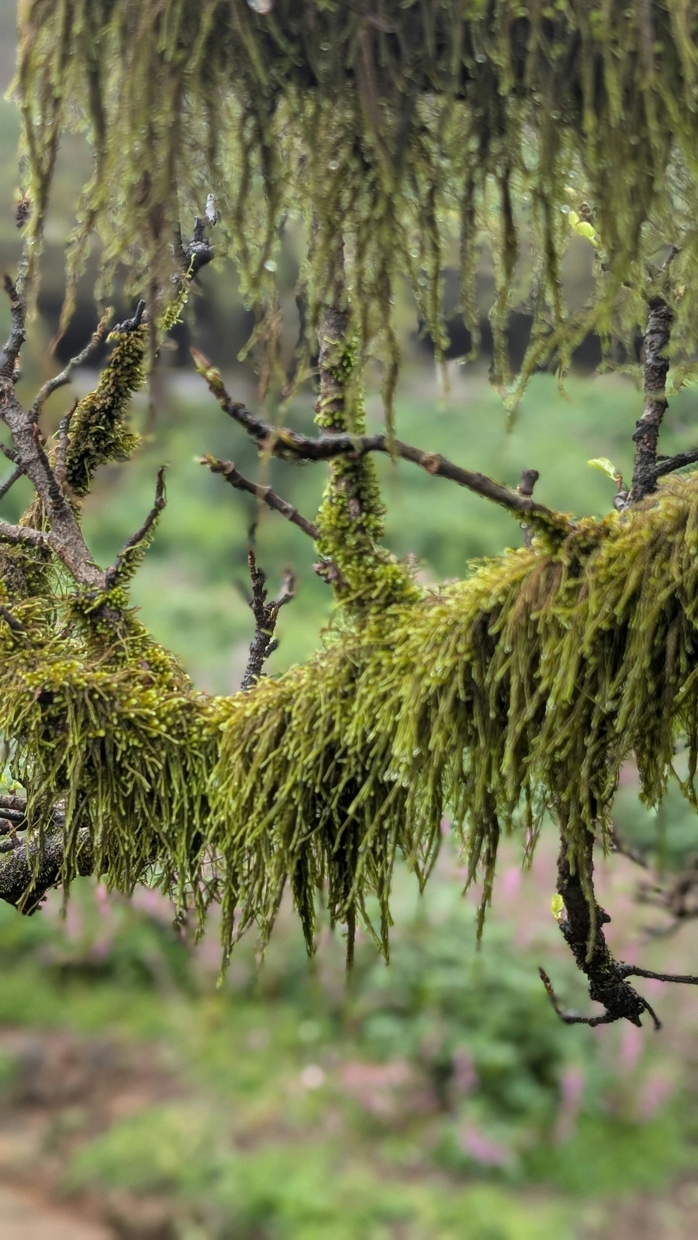 Moss-draped Branches Framing a Quiet Garden