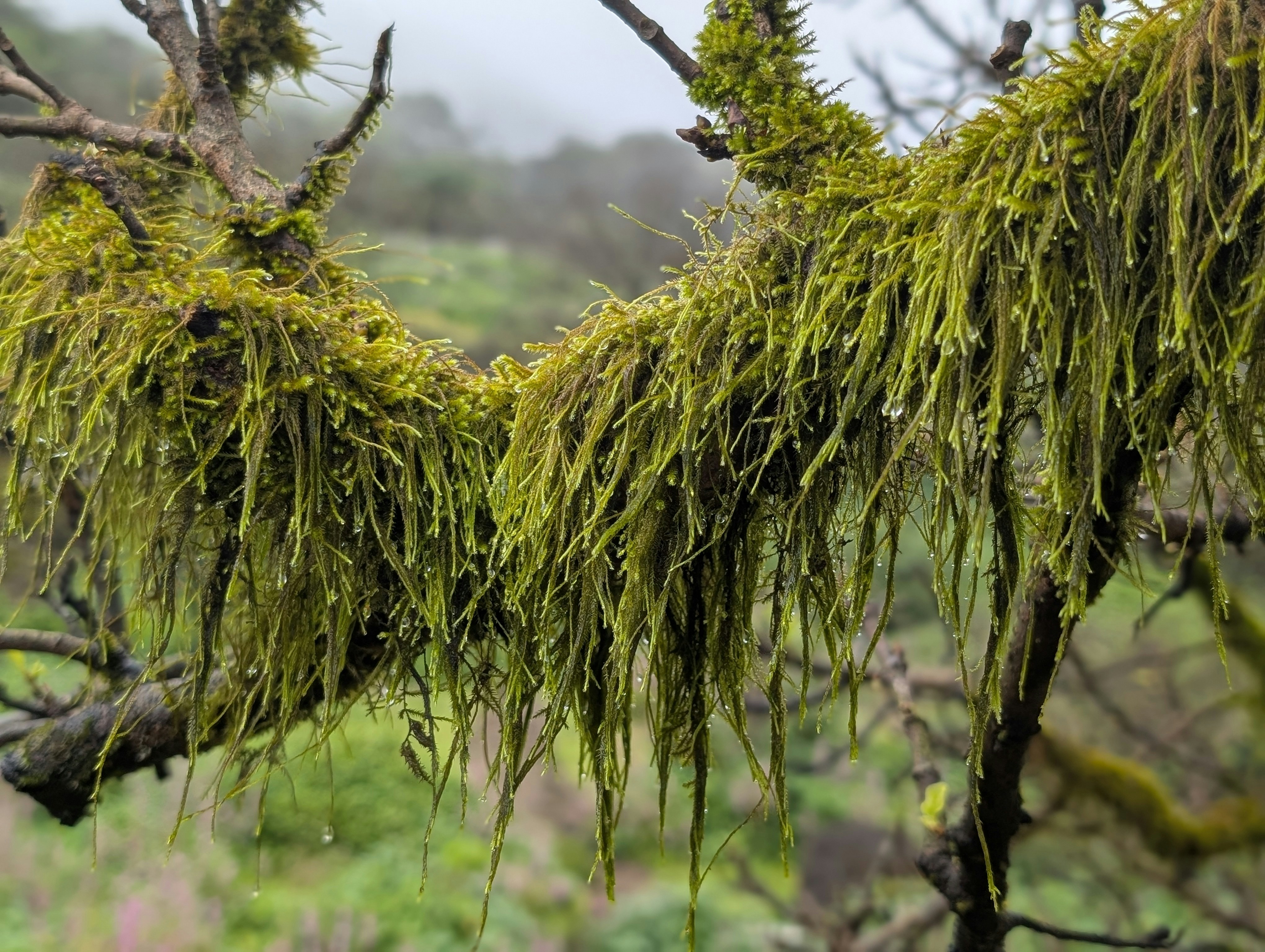 Moss-draped Branches: A Quiet Close-Up