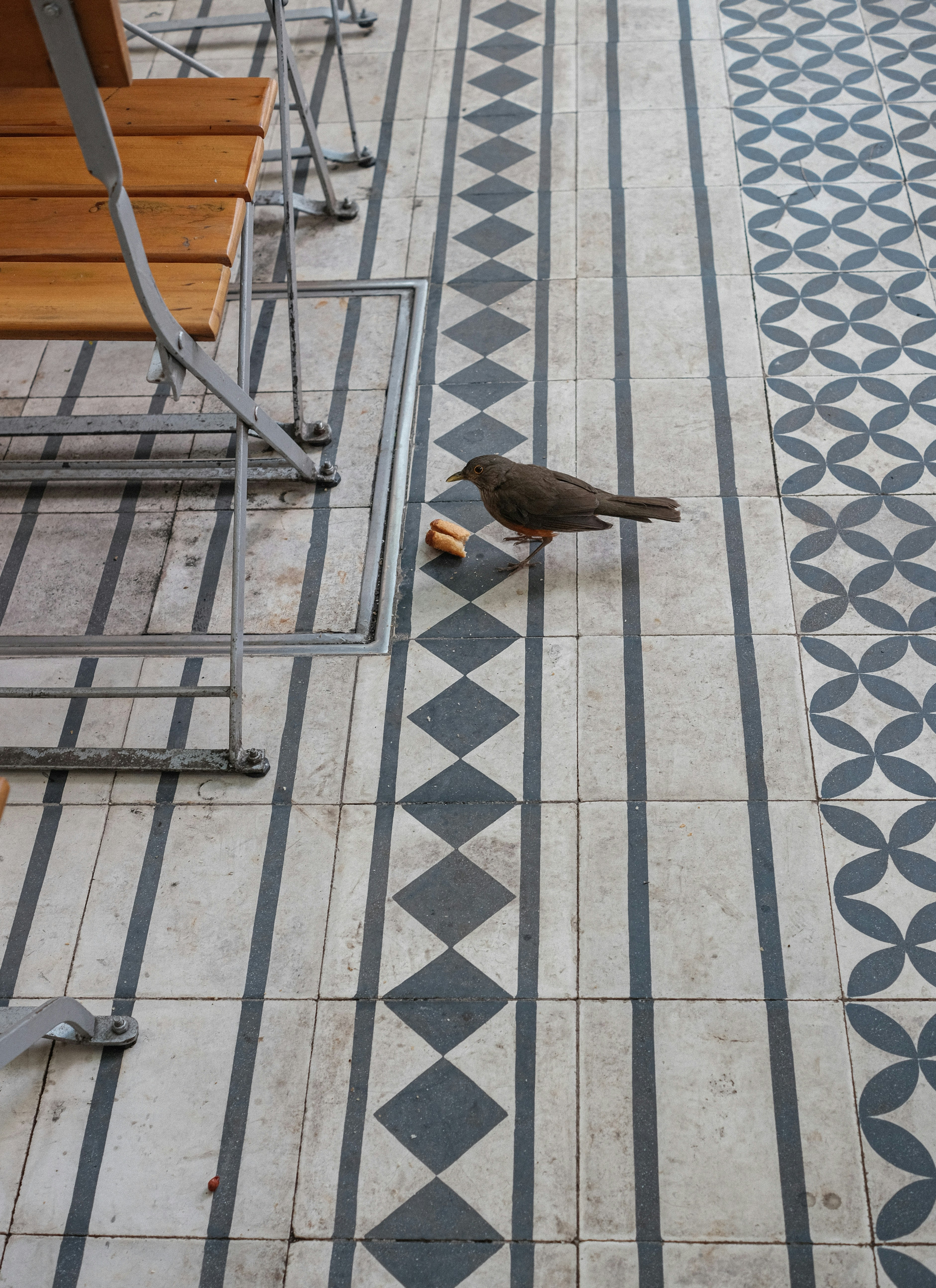 Bird on a patterned terrace: a lone passerine amid geometric tiles