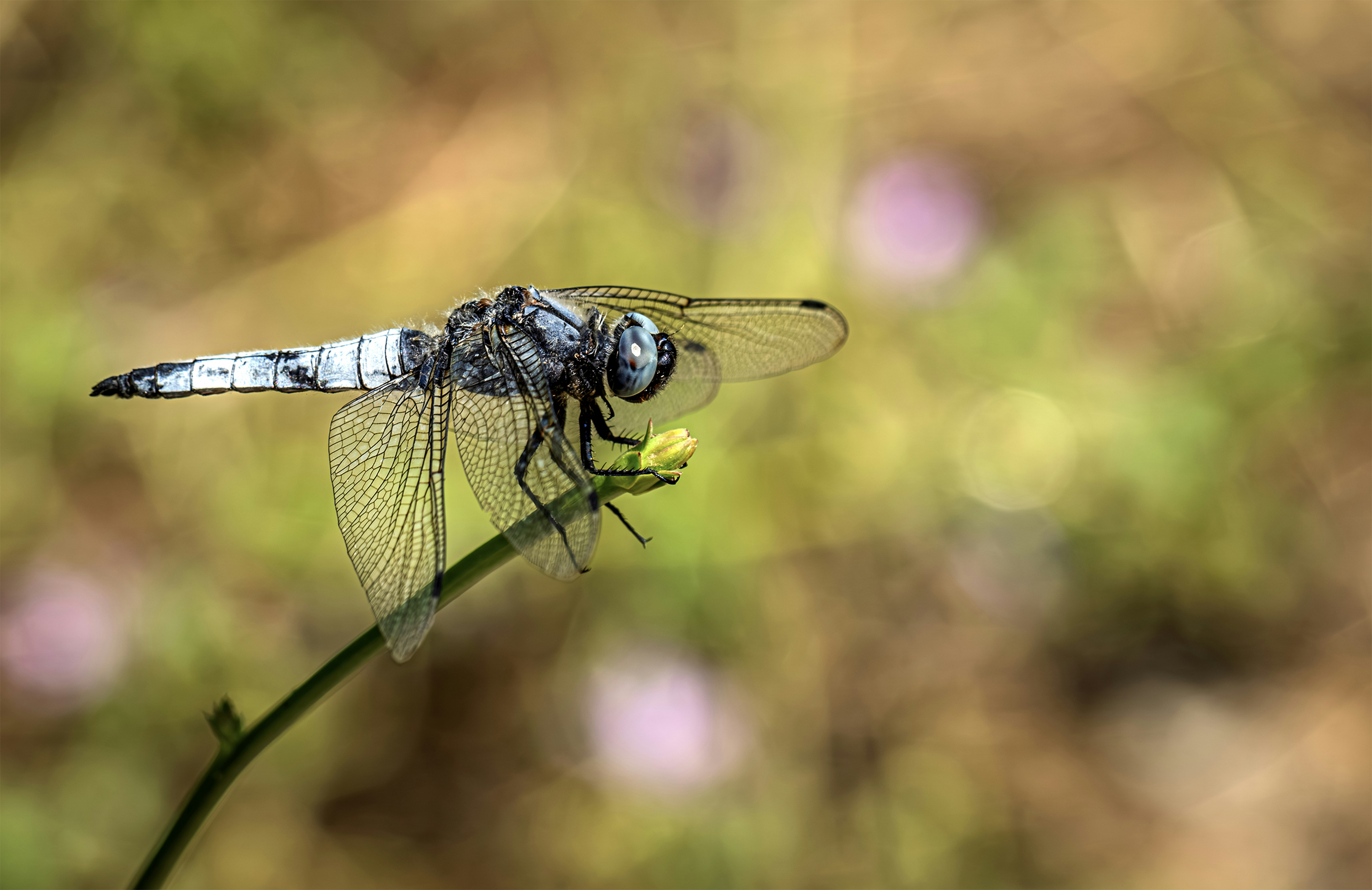 bluechaser dragonfly