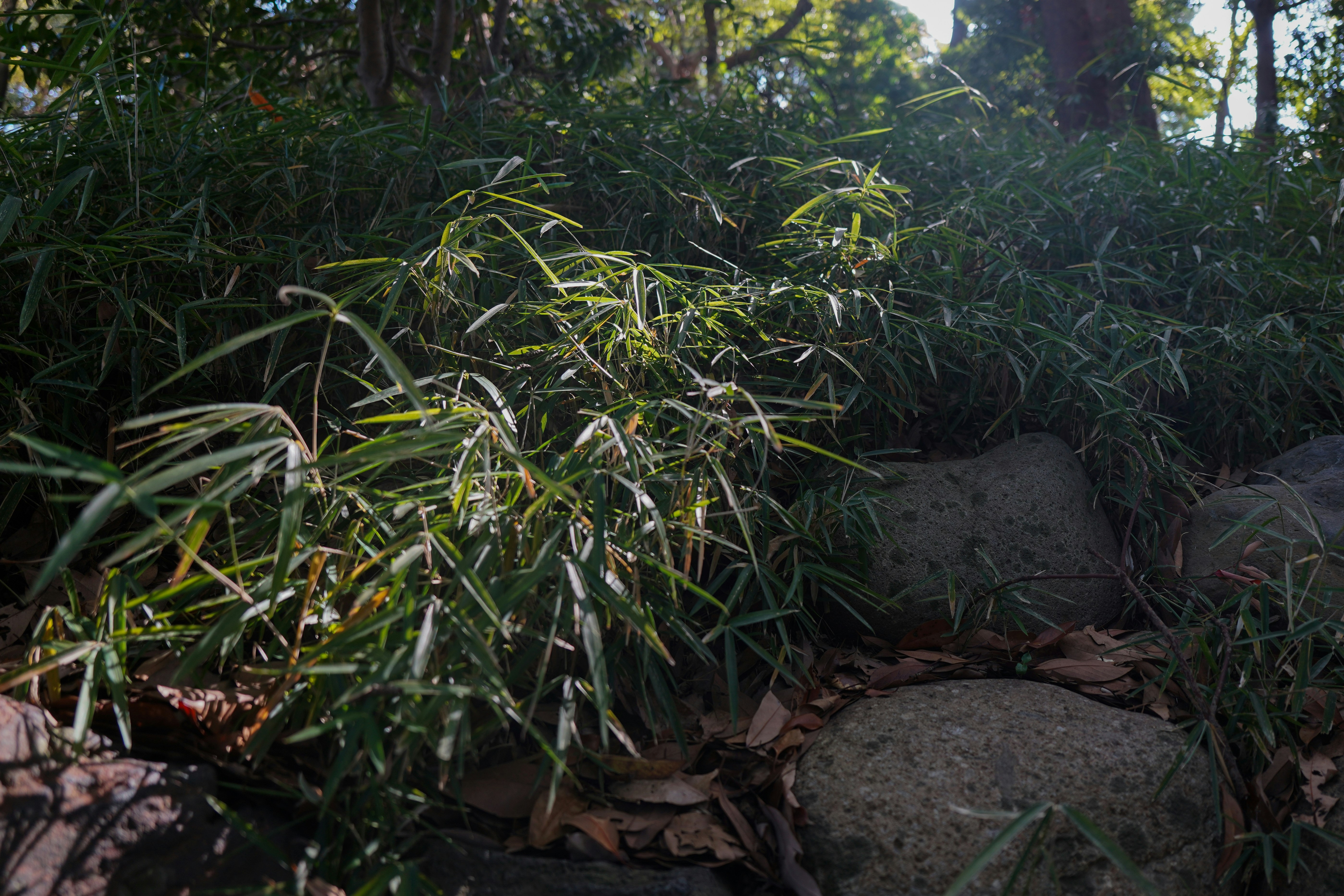 Bamboo Grass and Stones in the Shade