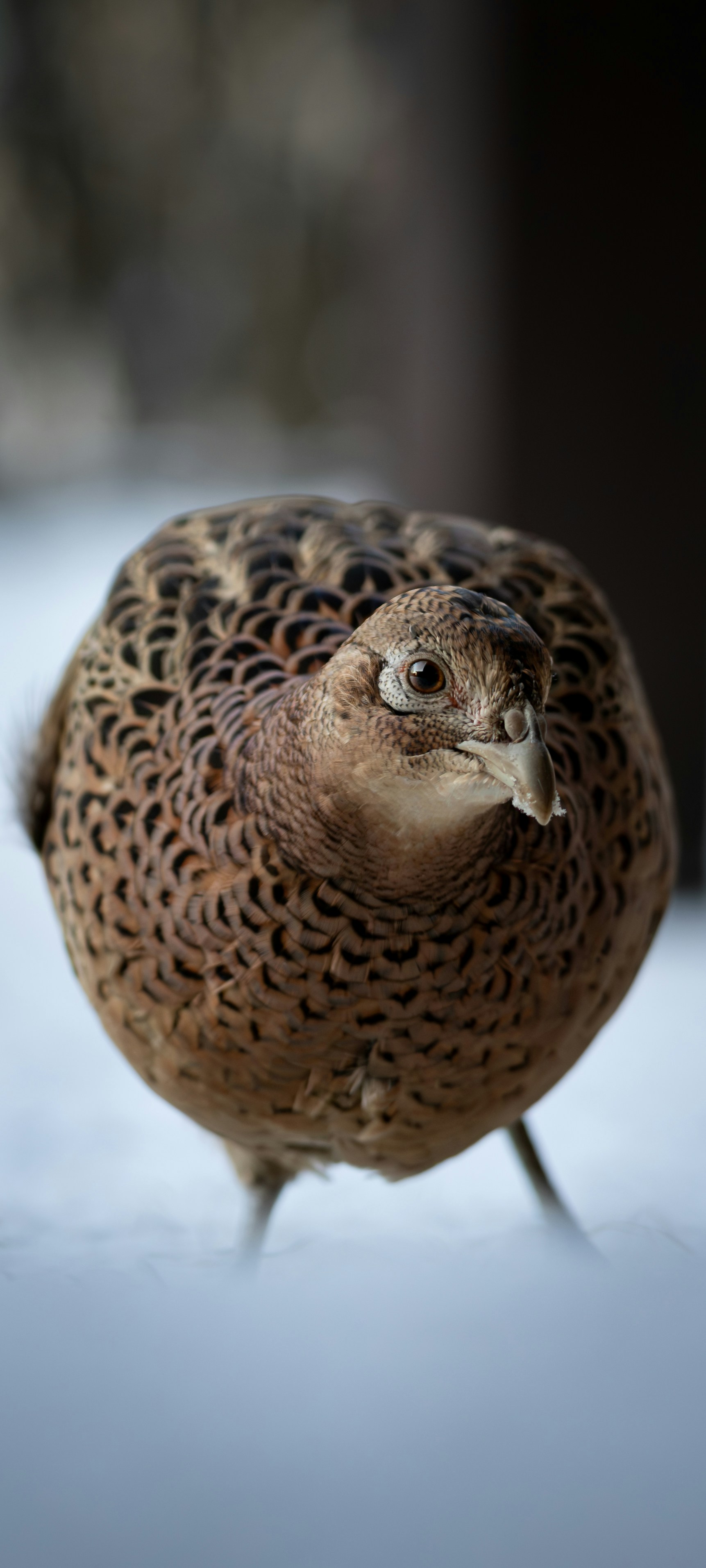 Close-up on a curious winter Pheasant: a detailed portrait in falling snow