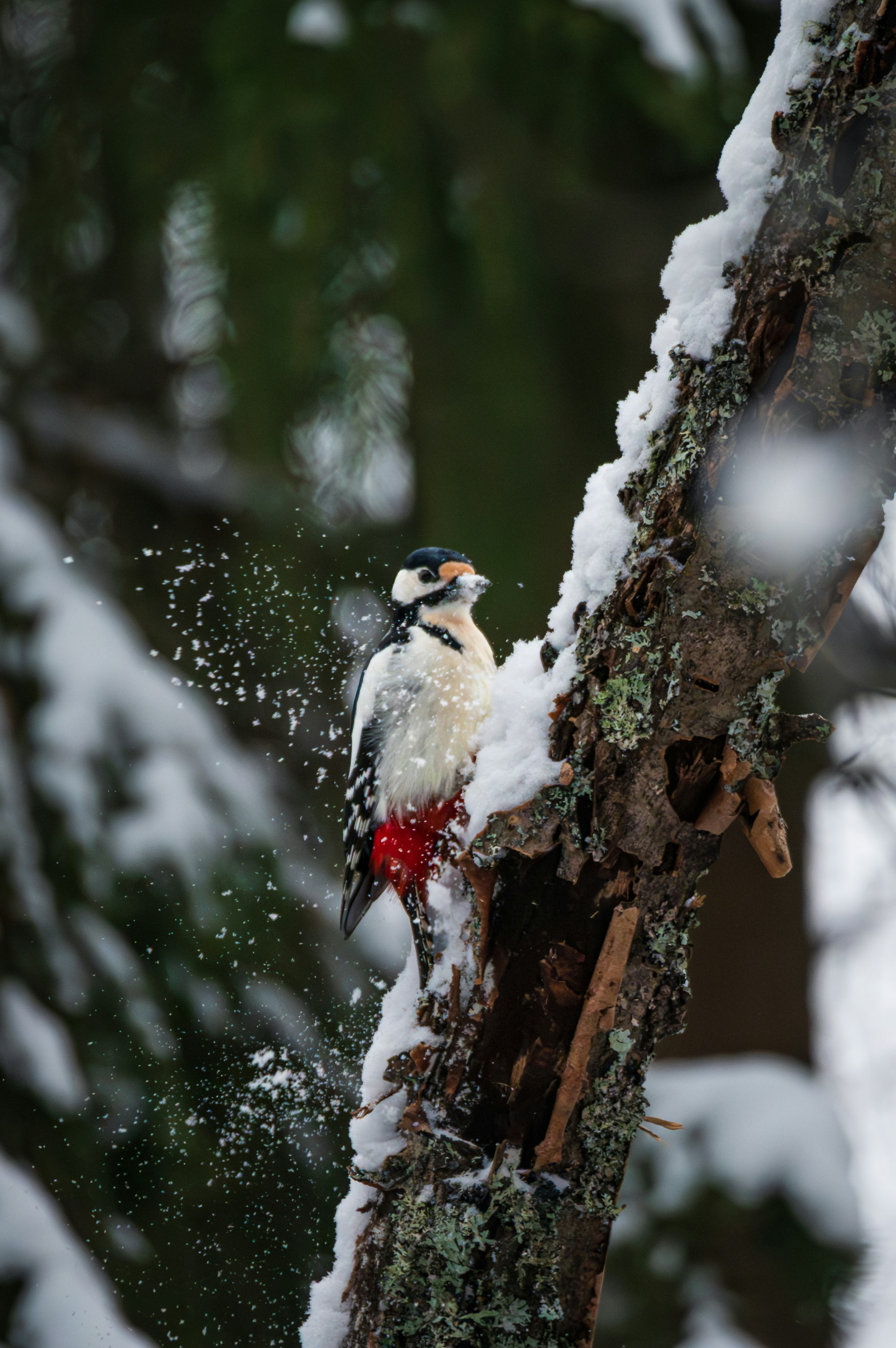 Snowbound Woodpecker Perch