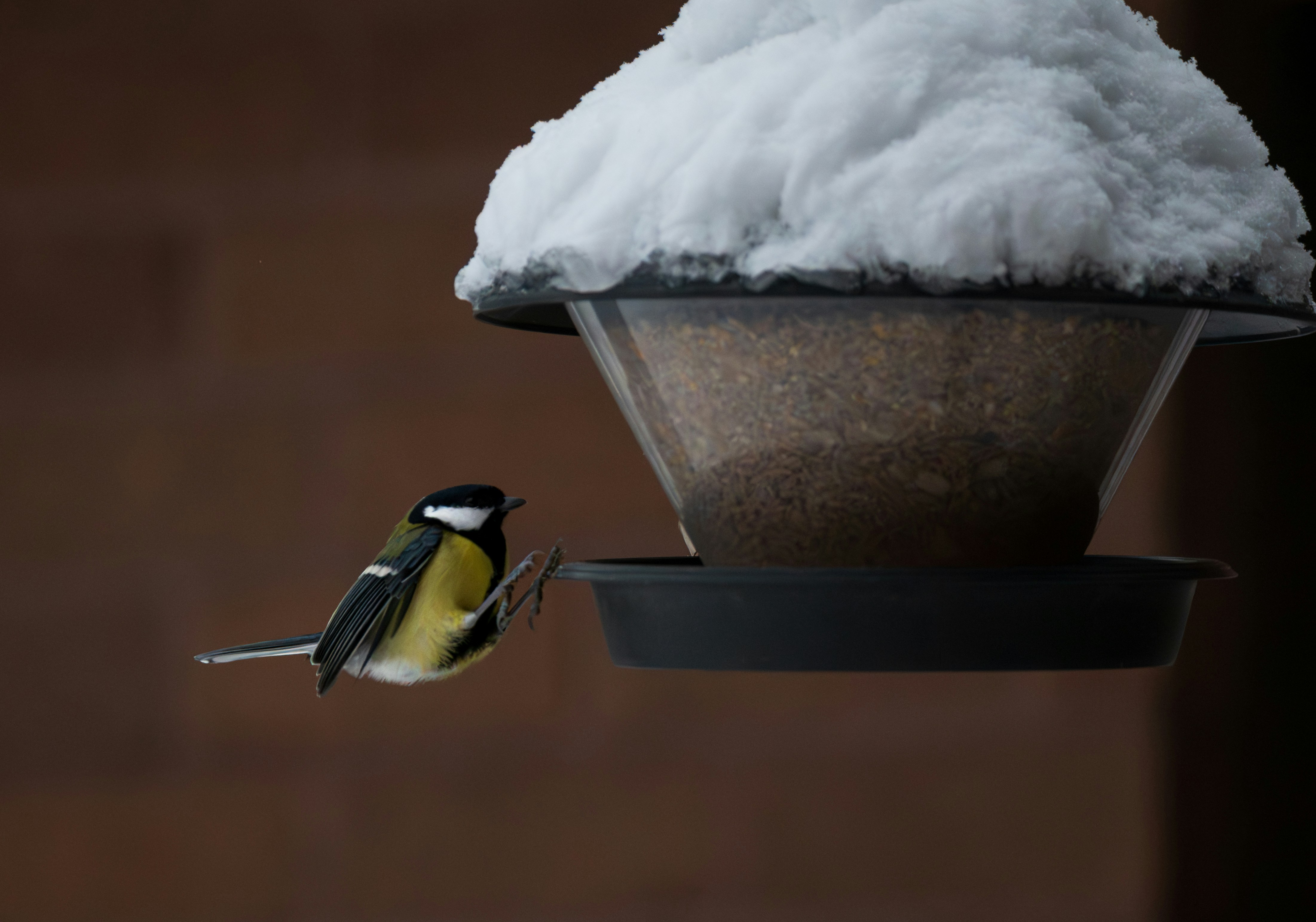 Photo by Lumi Kangas with Nikon Z6 II