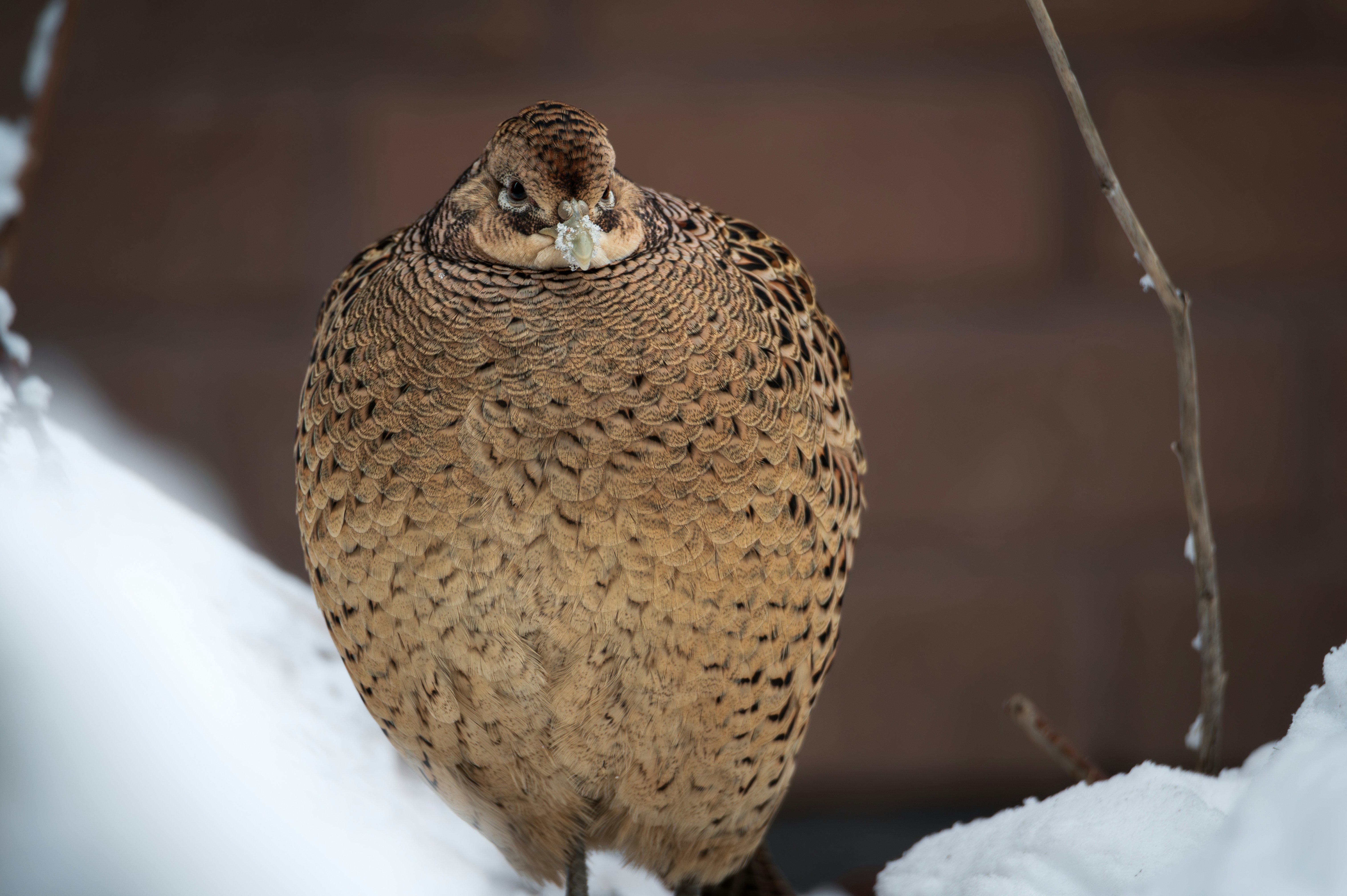 Photo by Lumi Kangas with Nikon Z6 II